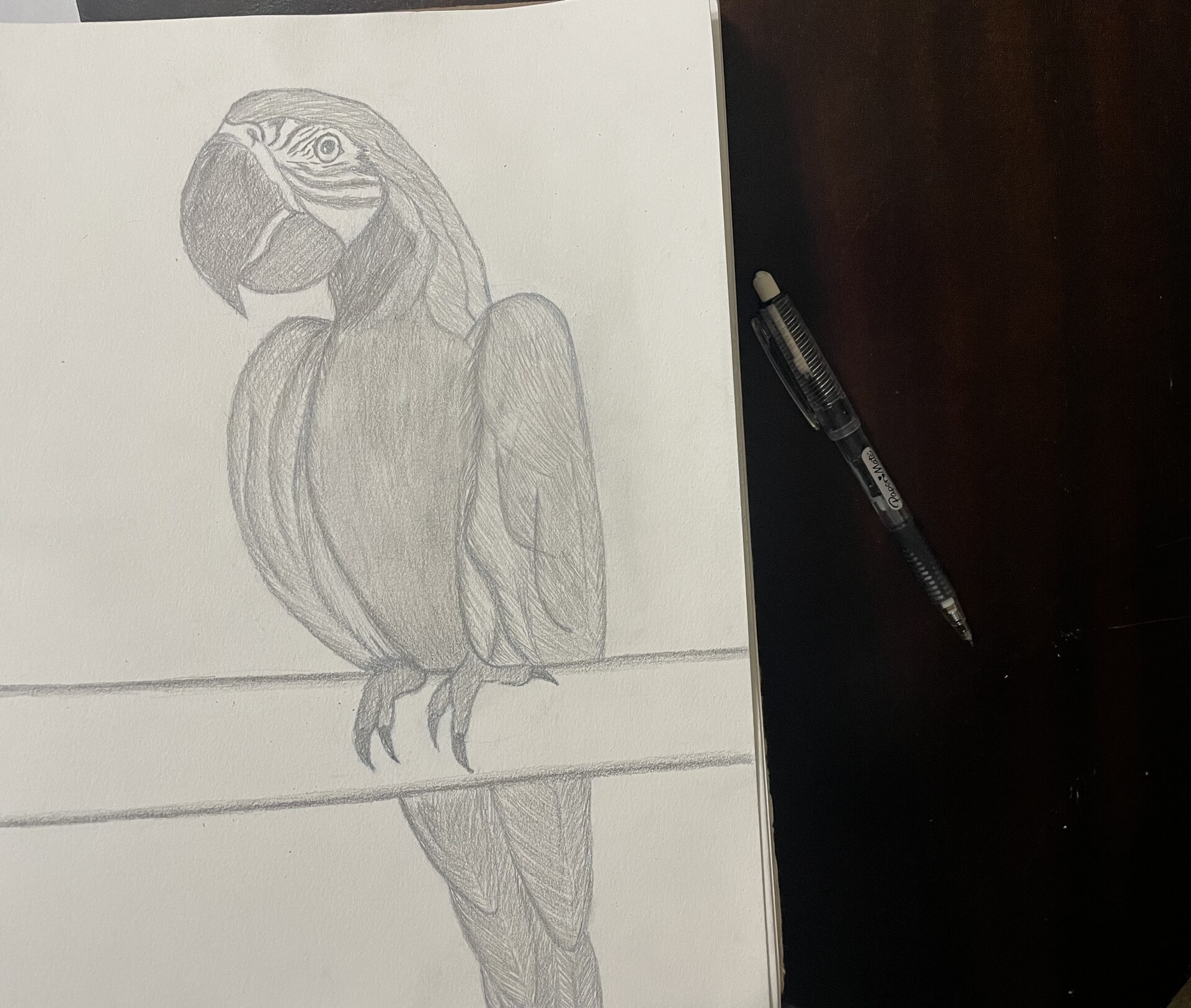 ArtStation - Bird Sketch