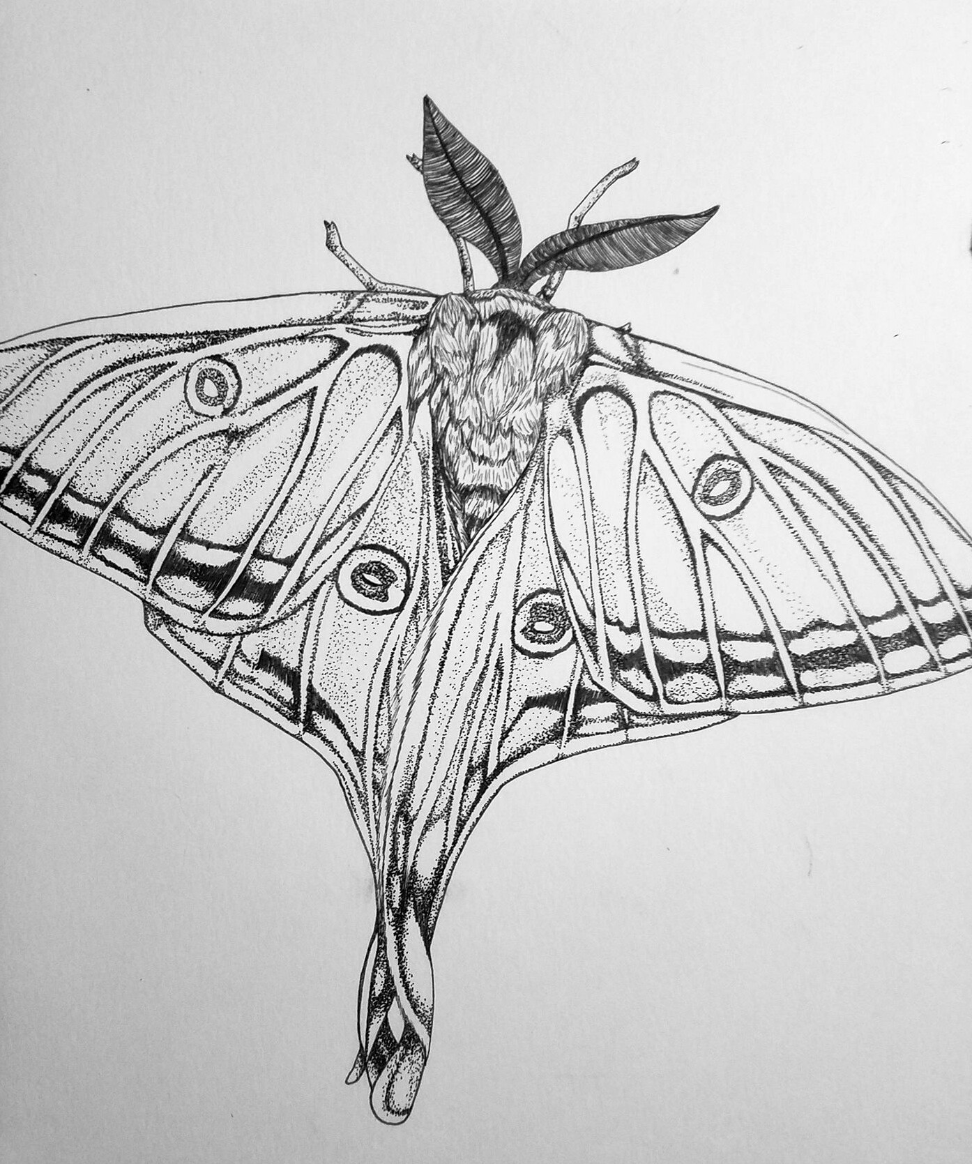 Spanish Moon Moth Tattoo