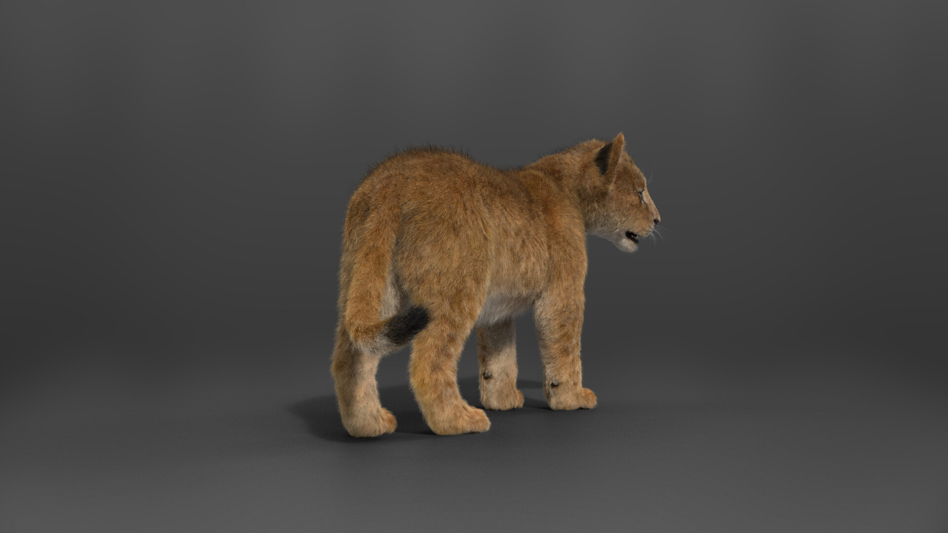 VFX models - Lion Cub Animated