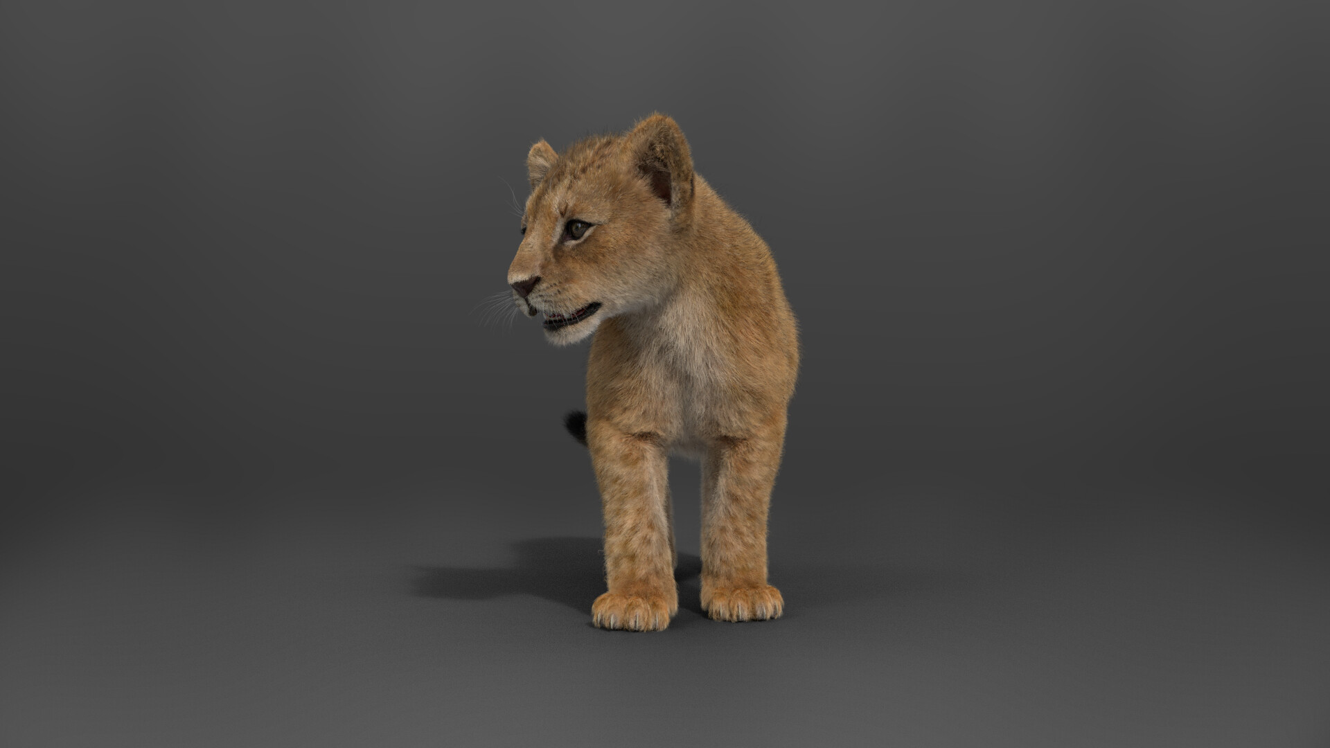 VFX models - Lion Cub Animated