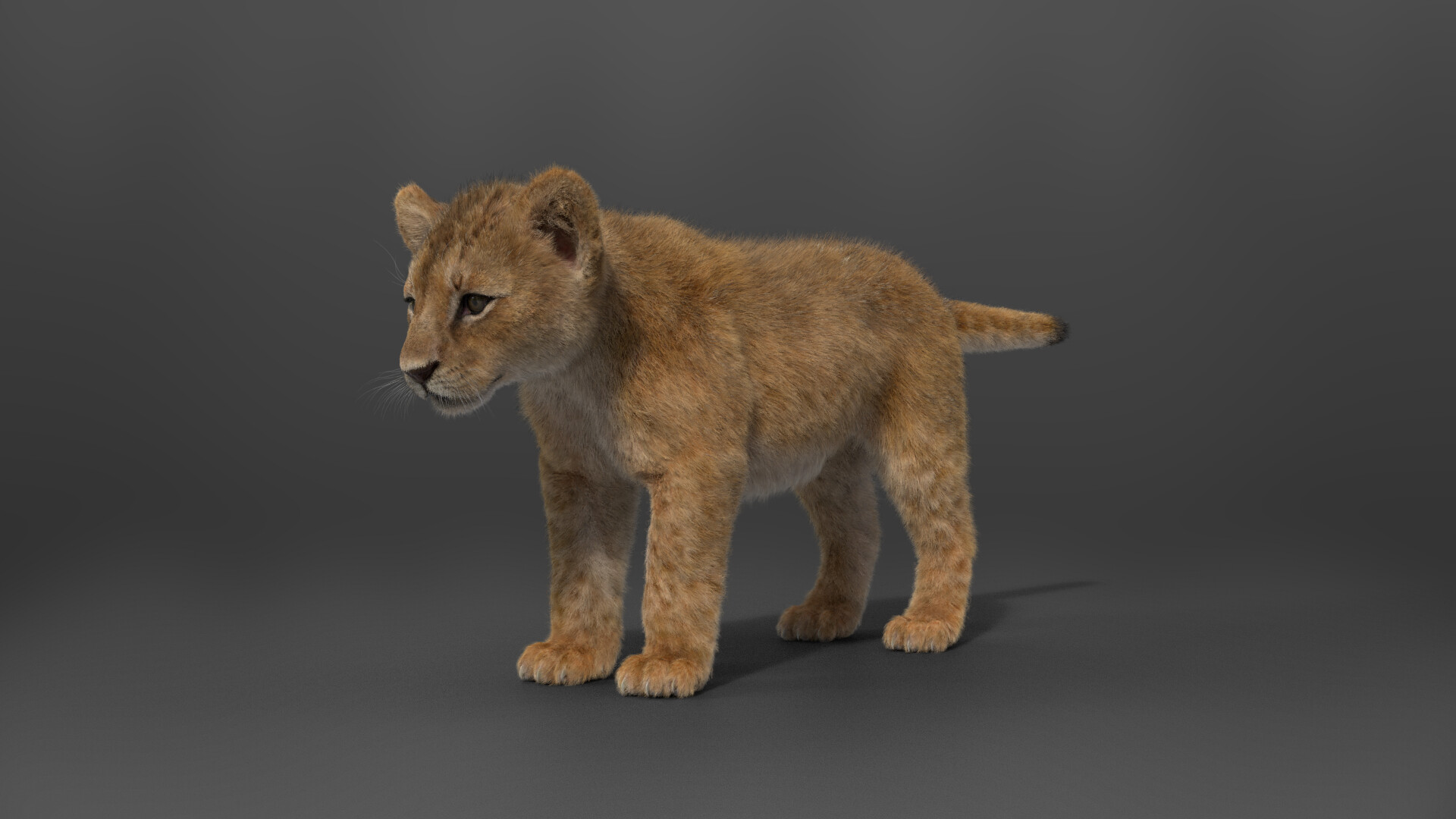 VFX models - Lion Cub Animated