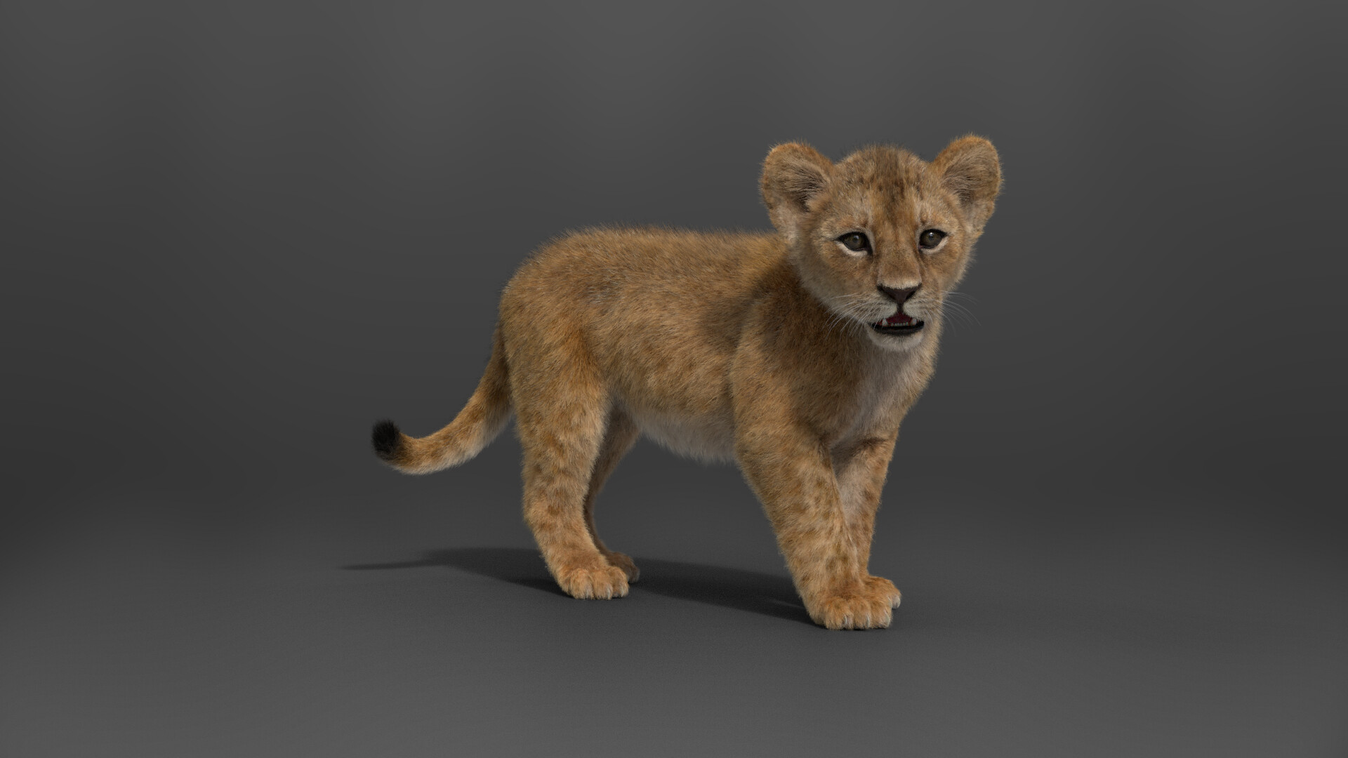 VFX models - Lion Cub Animated
