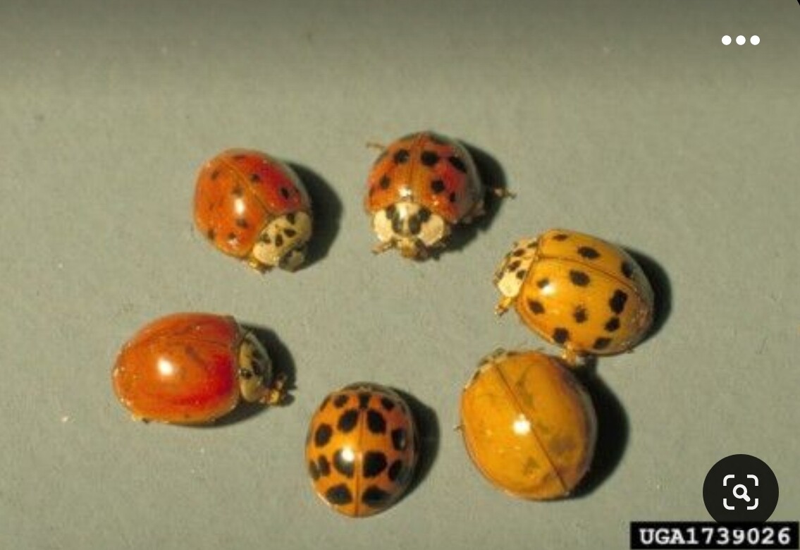 Emma Smith - Lady bugs