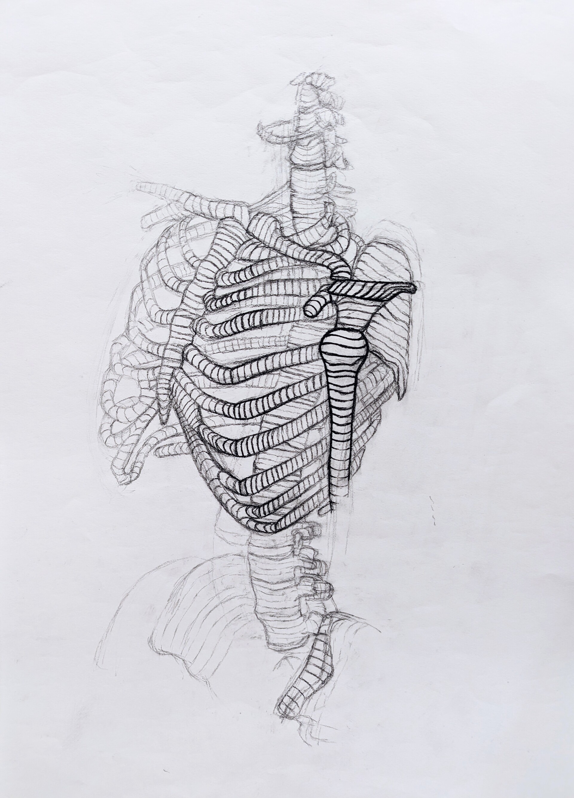 ArtStation - Skeleton Studies