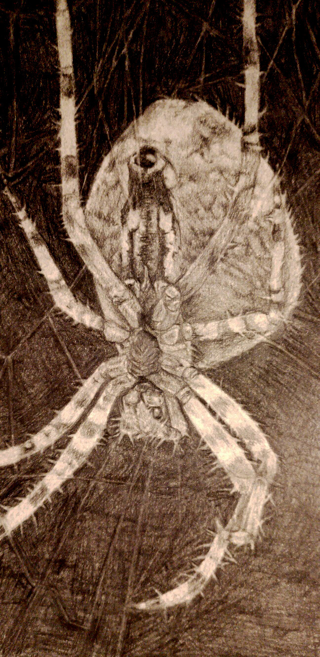 ArtStation - Spder drawing