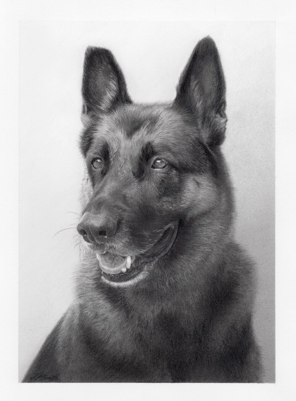 Joshua Smith - Kita German Shepherd