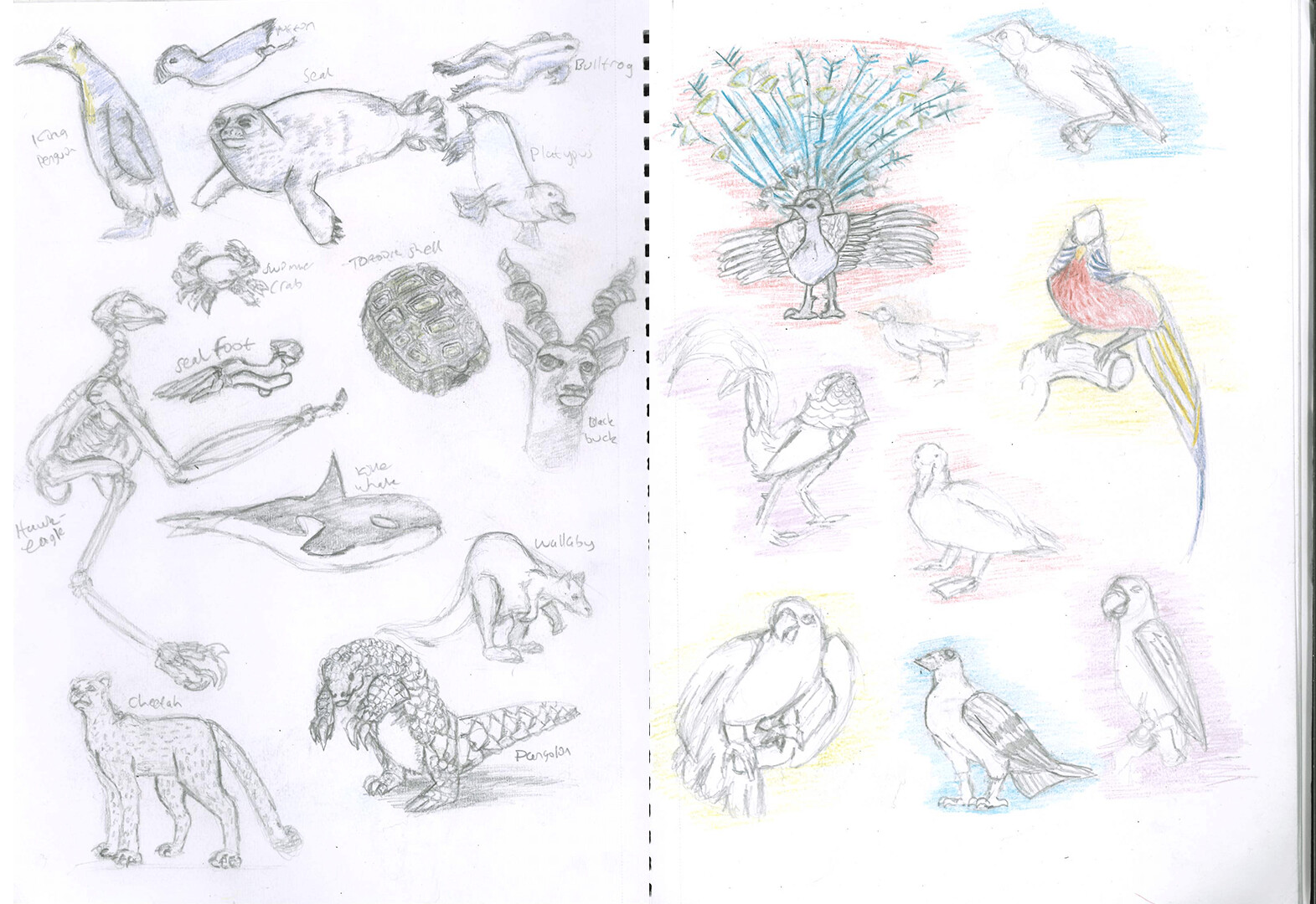 Al Bennett - Al Bennett NUA Animation Portfolio