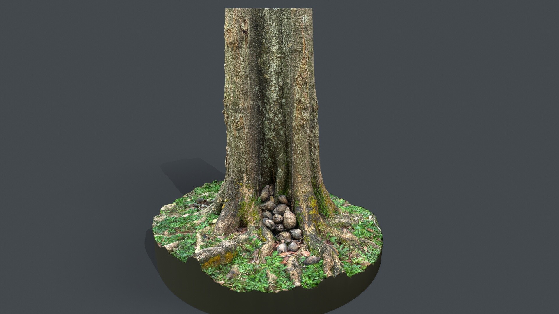ArtStation - Tree Trunk photogrammetry