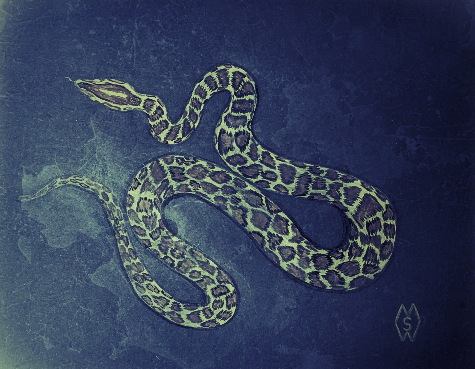 Matt Starr - Snake in the sewer