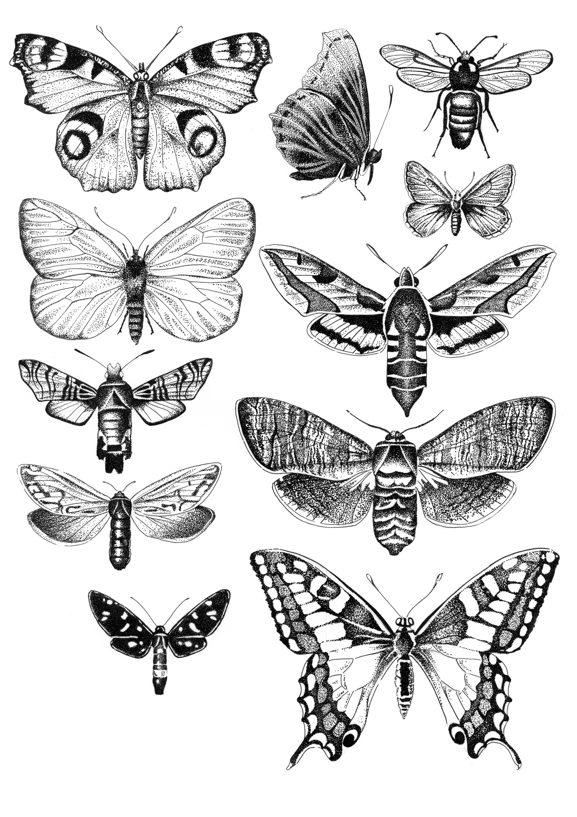 ArtStation - INSECTS - Ink drawing