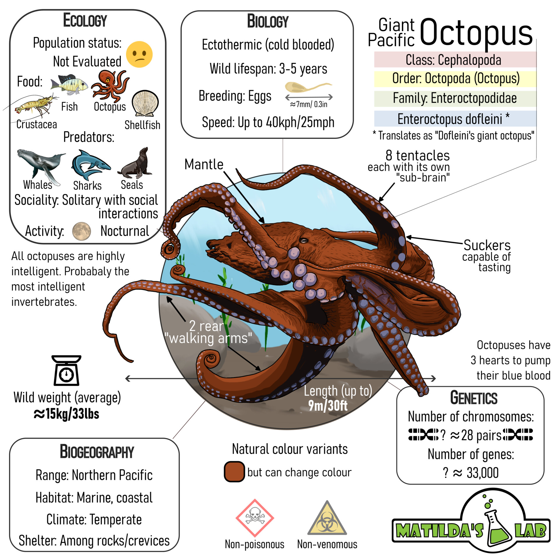ArtStation - Giant Pacific Octopus