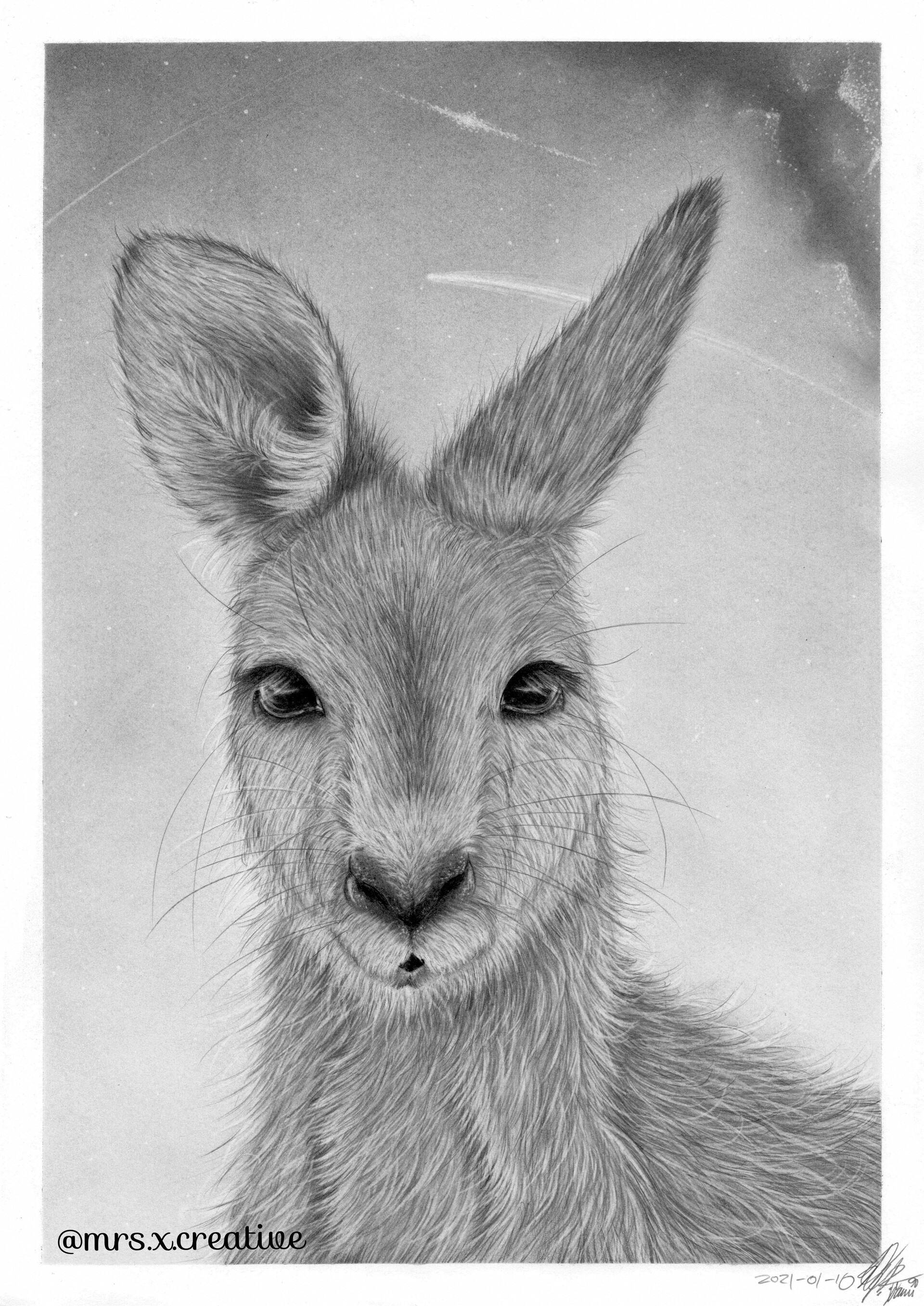 how to draw kangaroo face