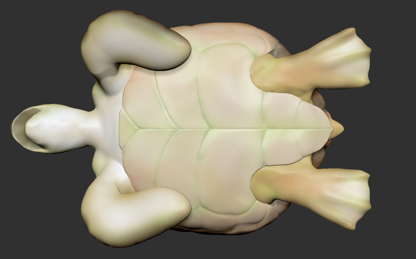 Pauline Duthoit - 3d turtle
