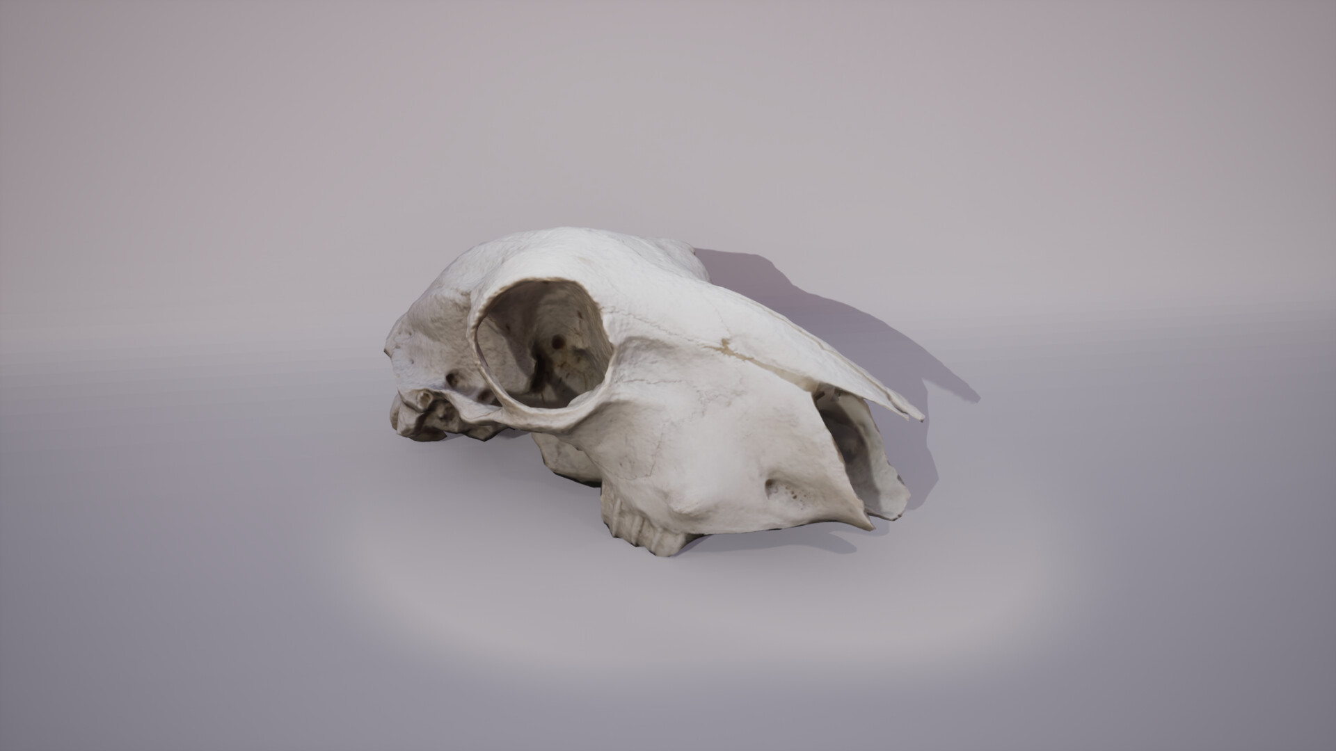 ArtStation - Broken Goat Skull