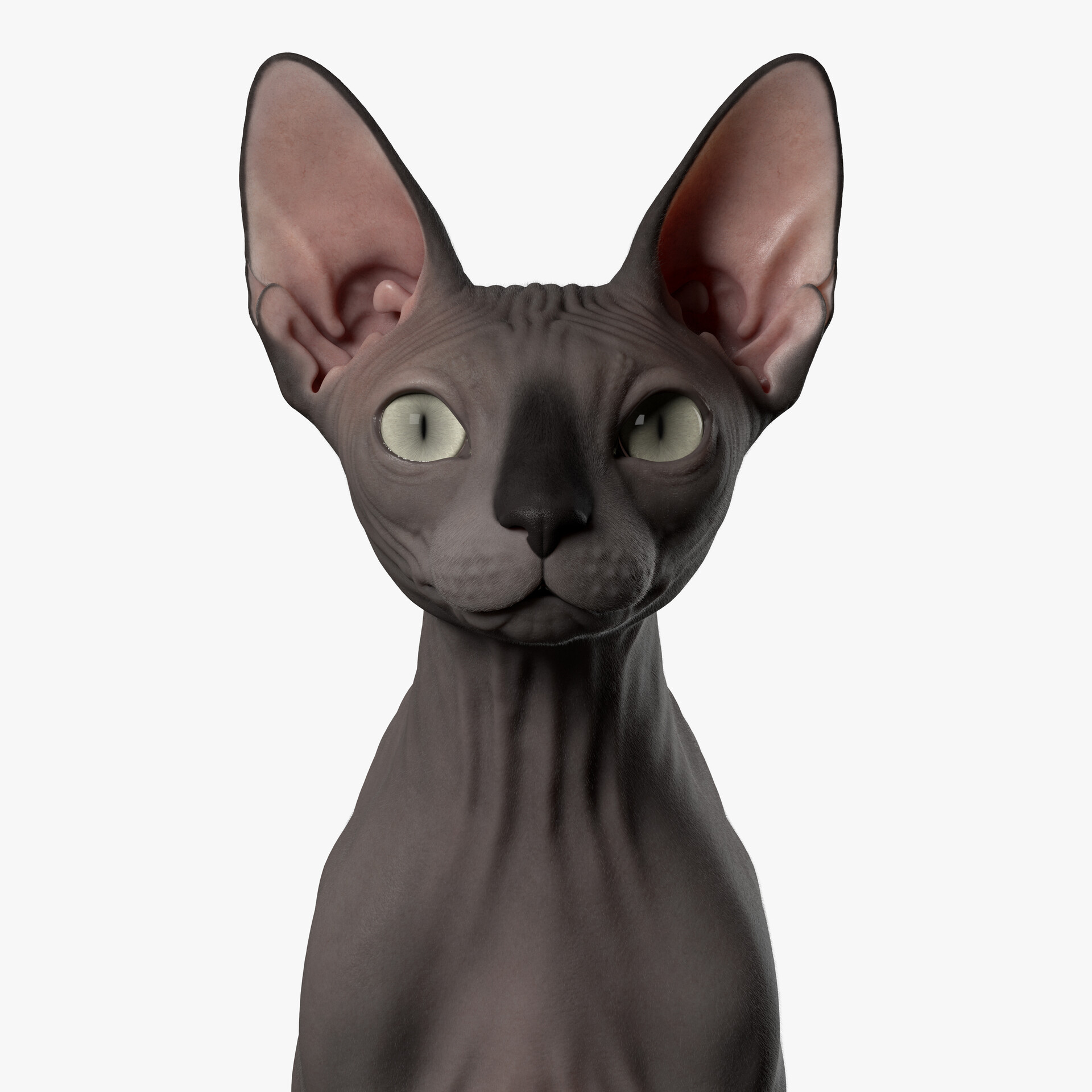 ArtStation - Sphynx Cat