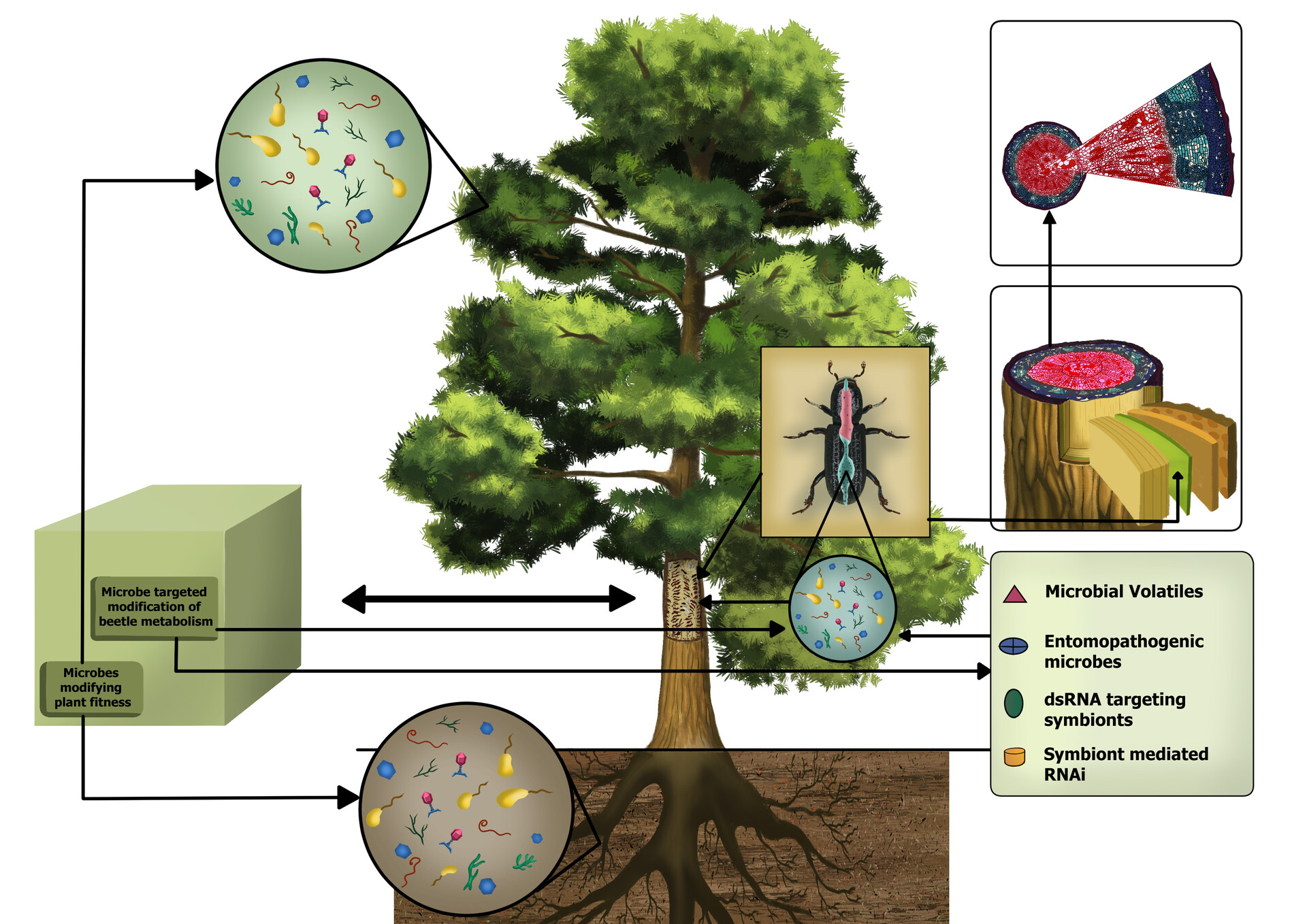 ArtStation - Scientific Illustration - 1
