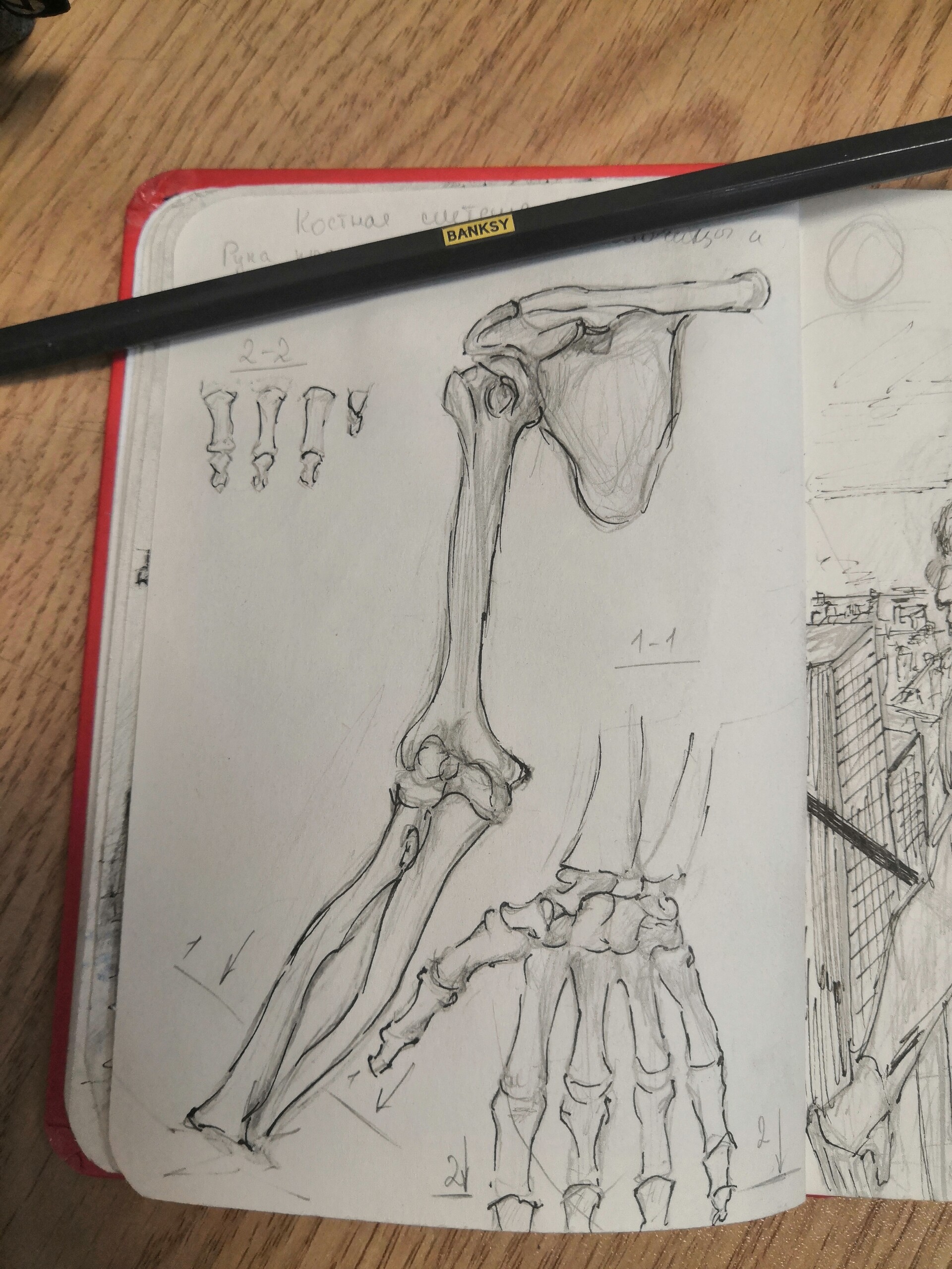 ArtStation - hand bones sketch