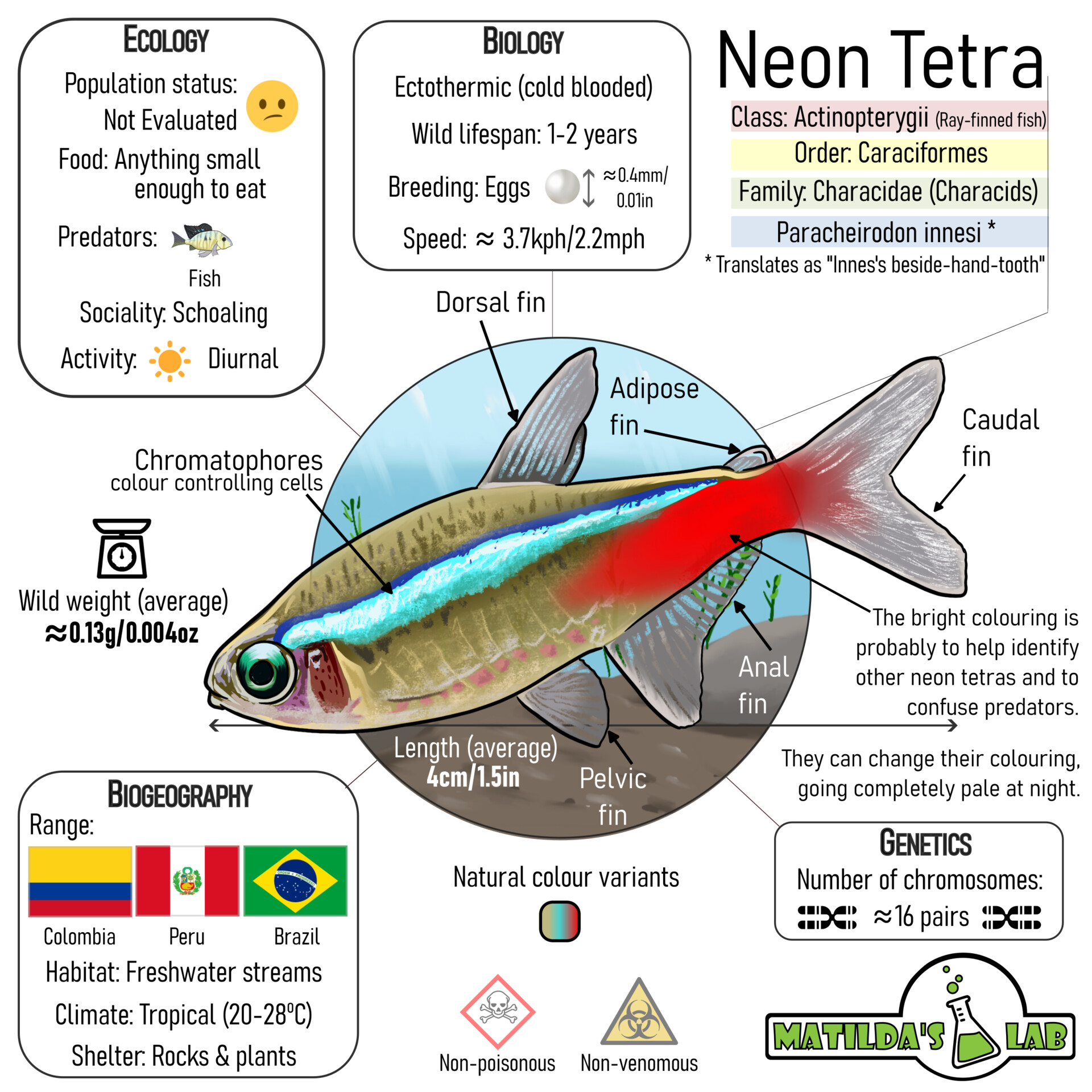 Neon Tetra – Fact Sheet | Matilda's Lab