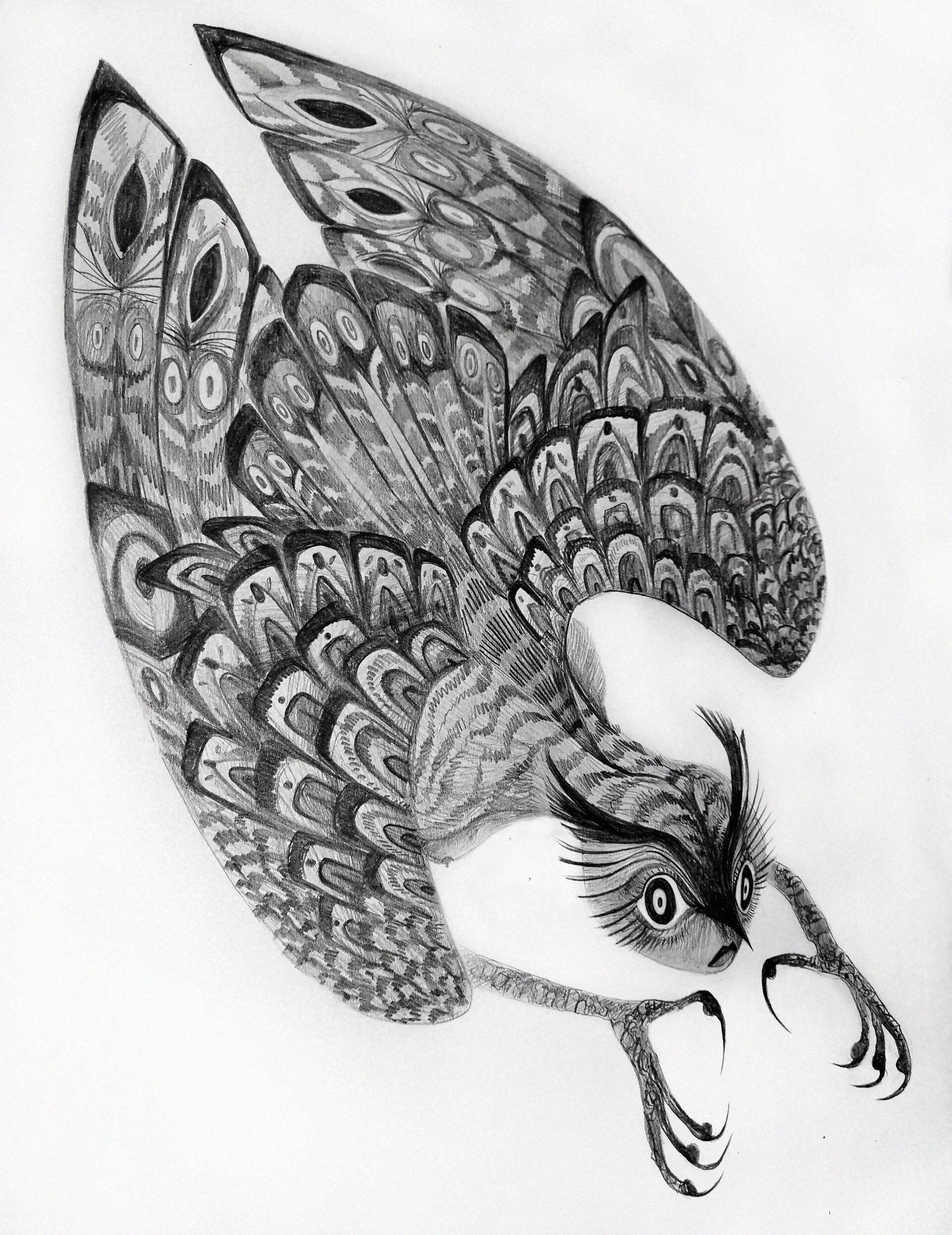 ArtStation - Sketchbook Birds