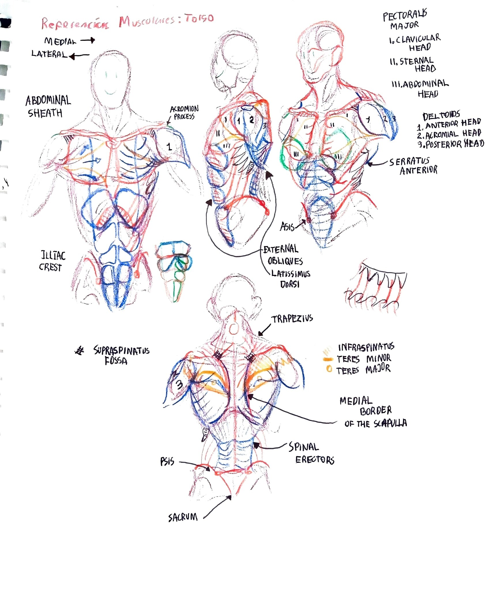 ArtStation - Estudio de Referencias Musculares: Torso