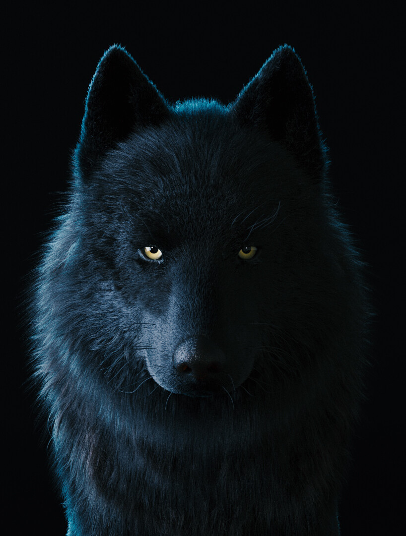Black Wolf With Blue Eyes Wallpapers