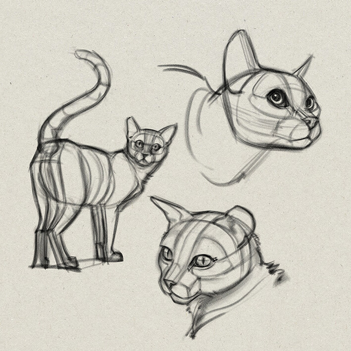 ArtStation - cat simplify