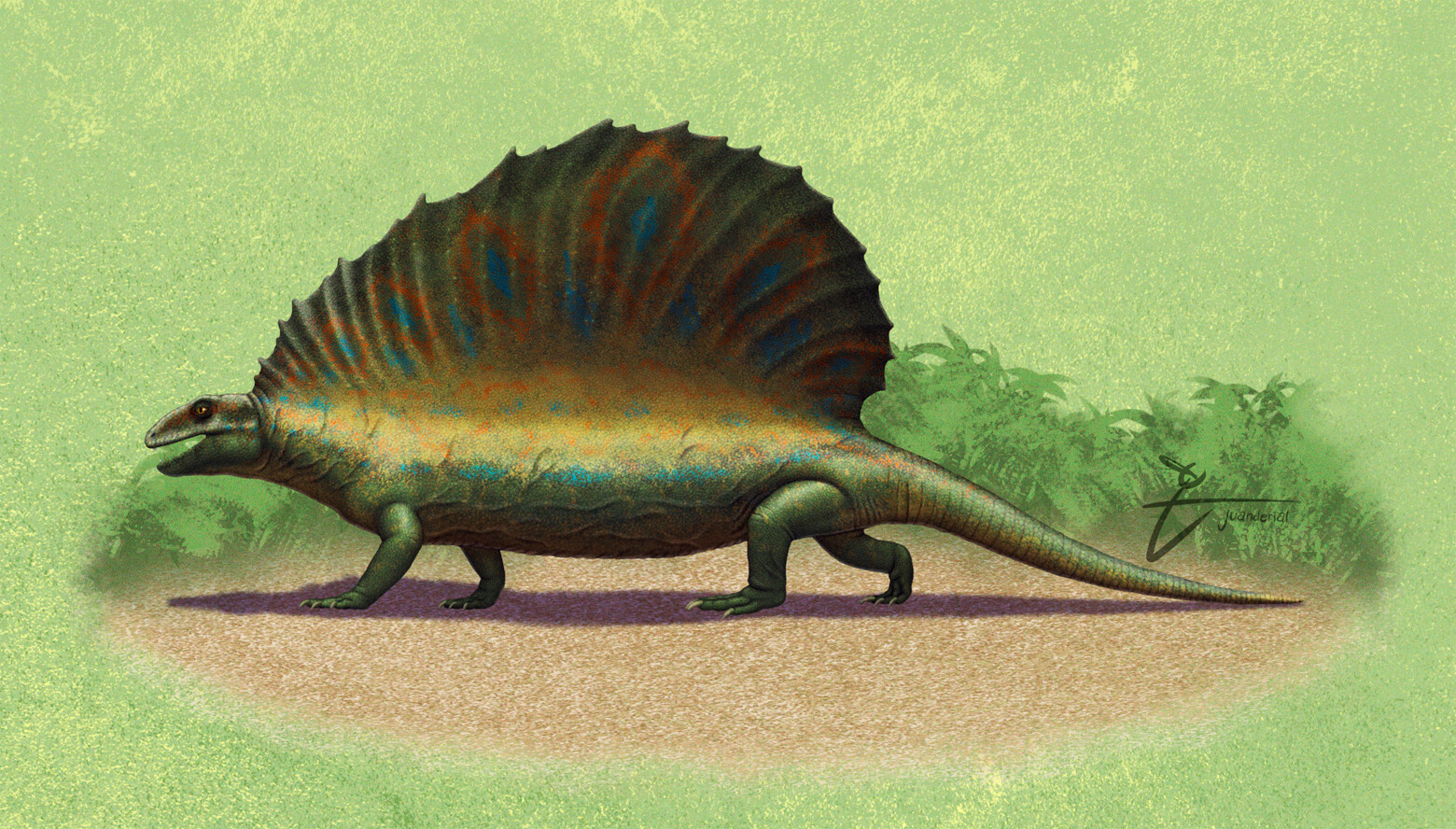 Juandertal - Gordodon kraineri.