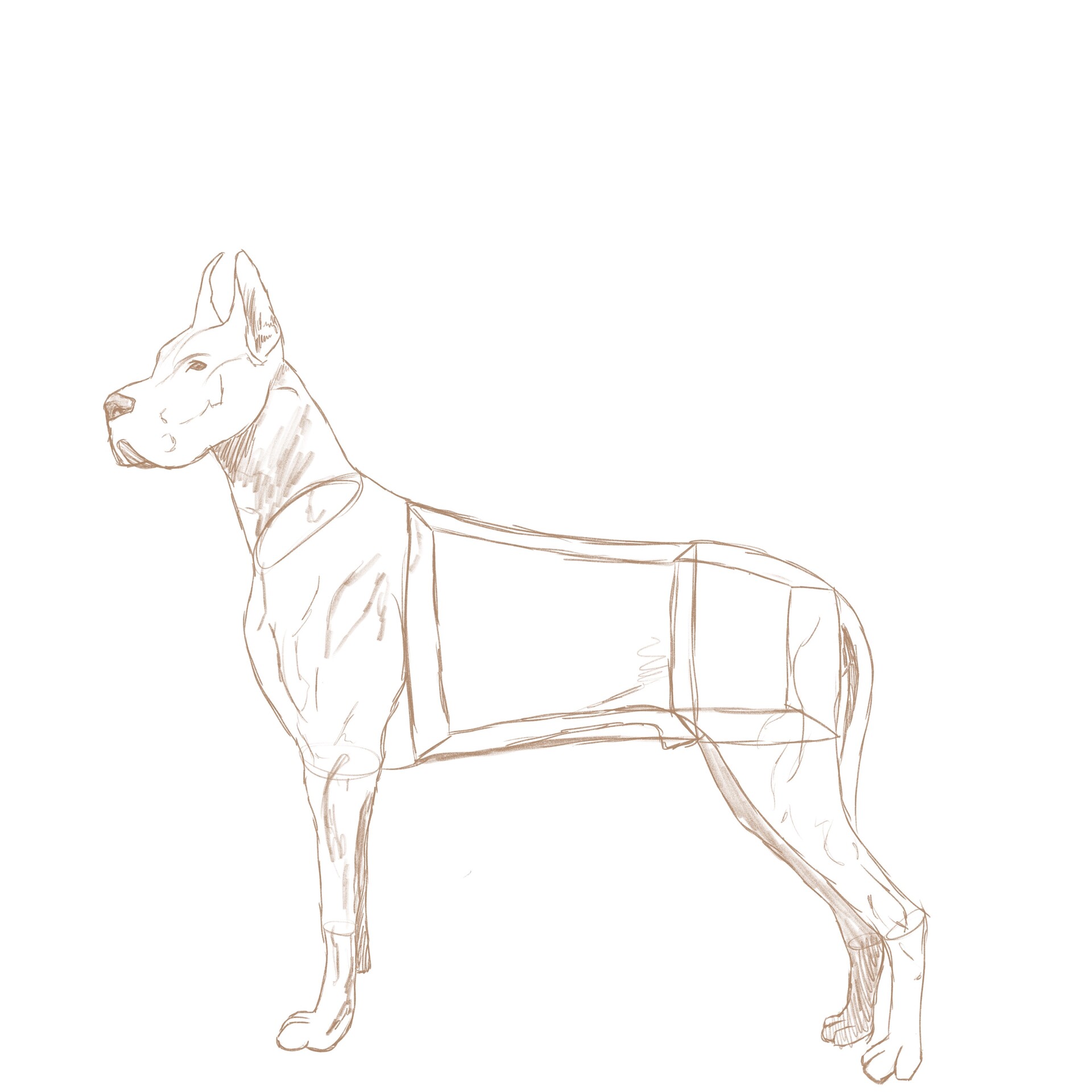 ArtStation - Anatomy Practices - Mammals and Bird