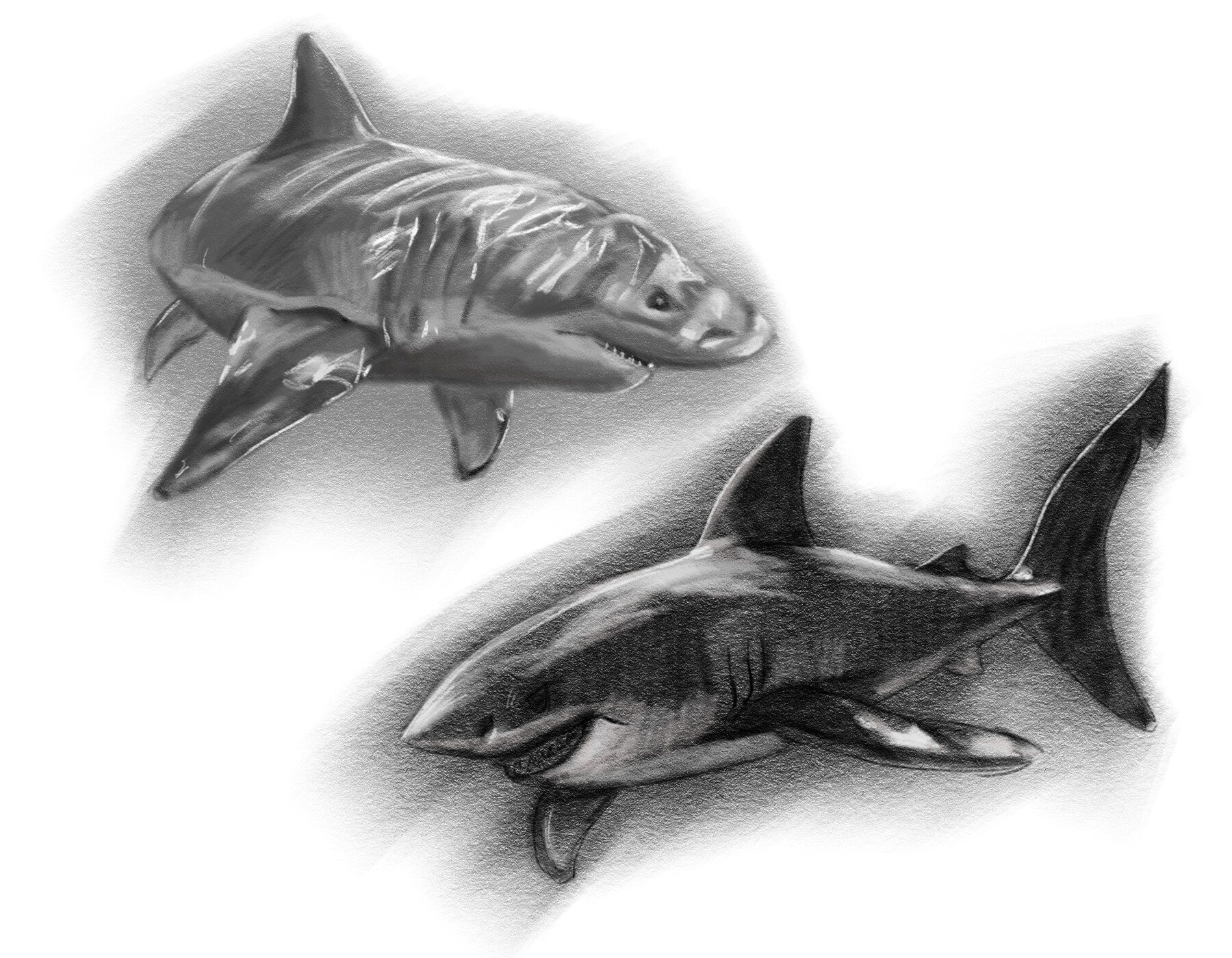 ArtStation - Shark Studies 2