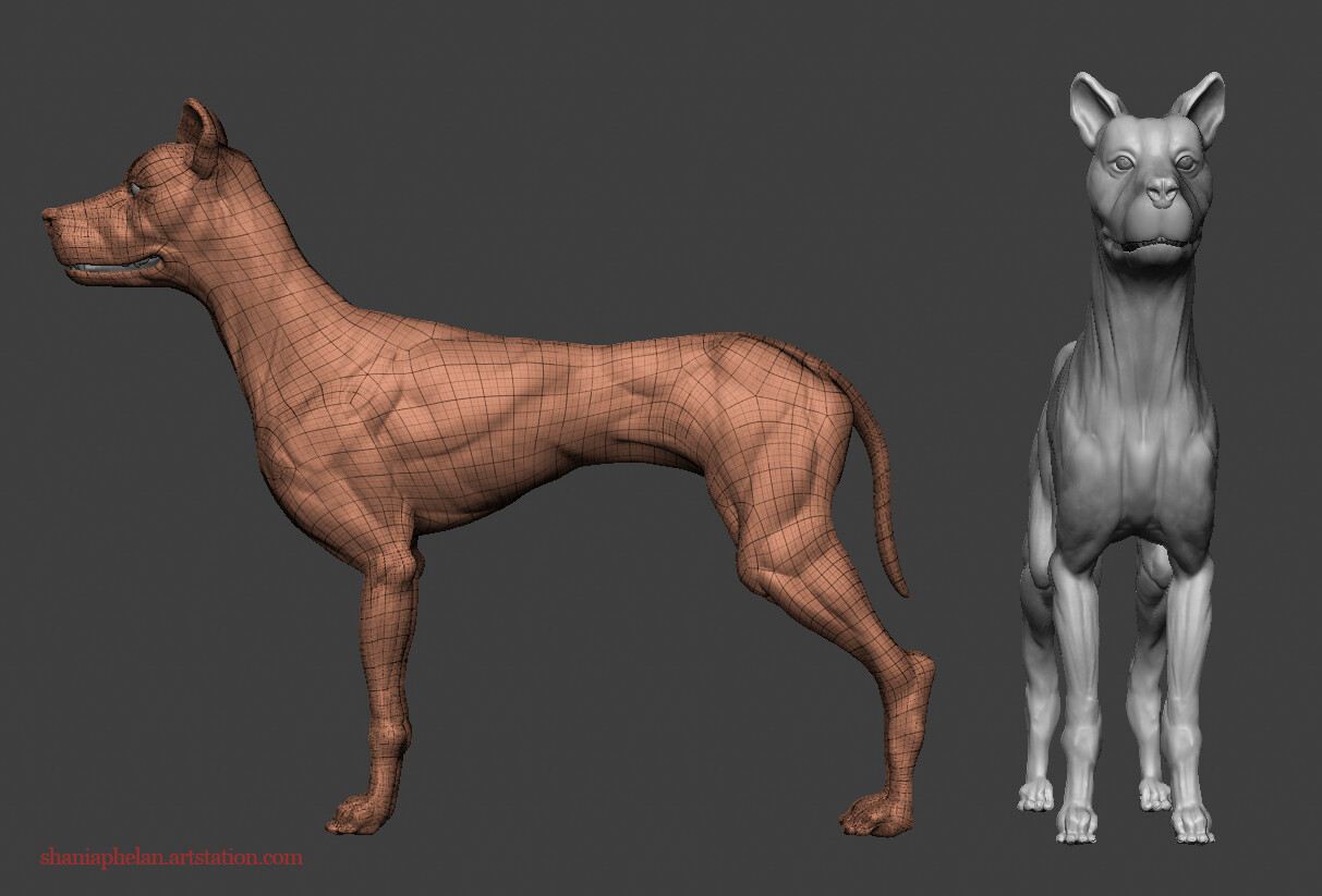 Shania Phelan - Husky Anatomy Study Spring 2021