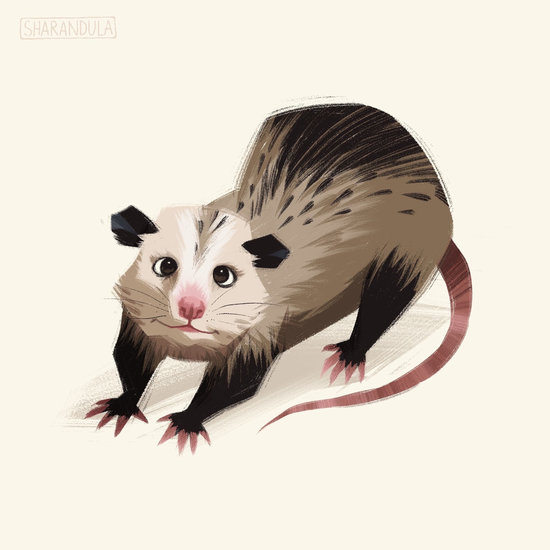 Opossum Clipart