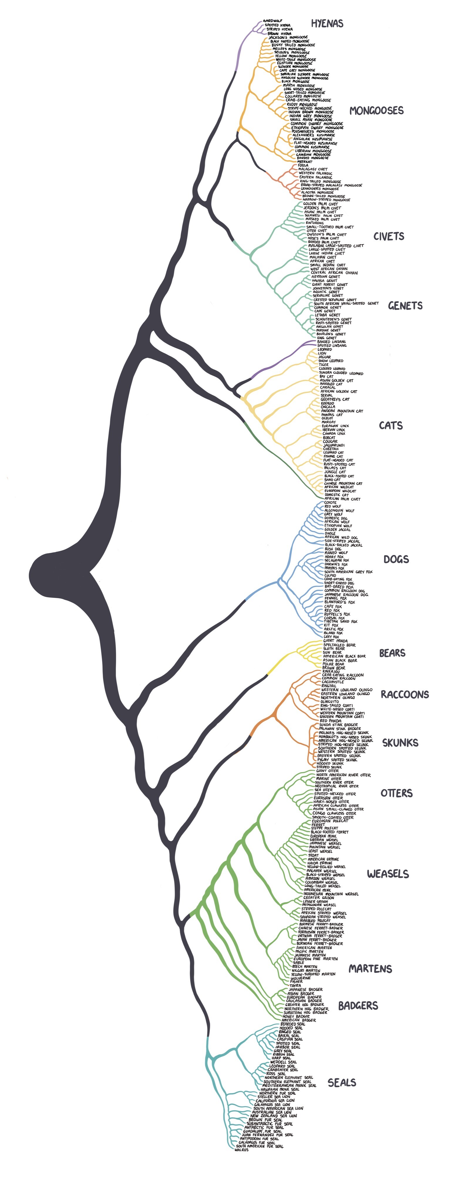 ArtStation - Carnivoran Family Tree