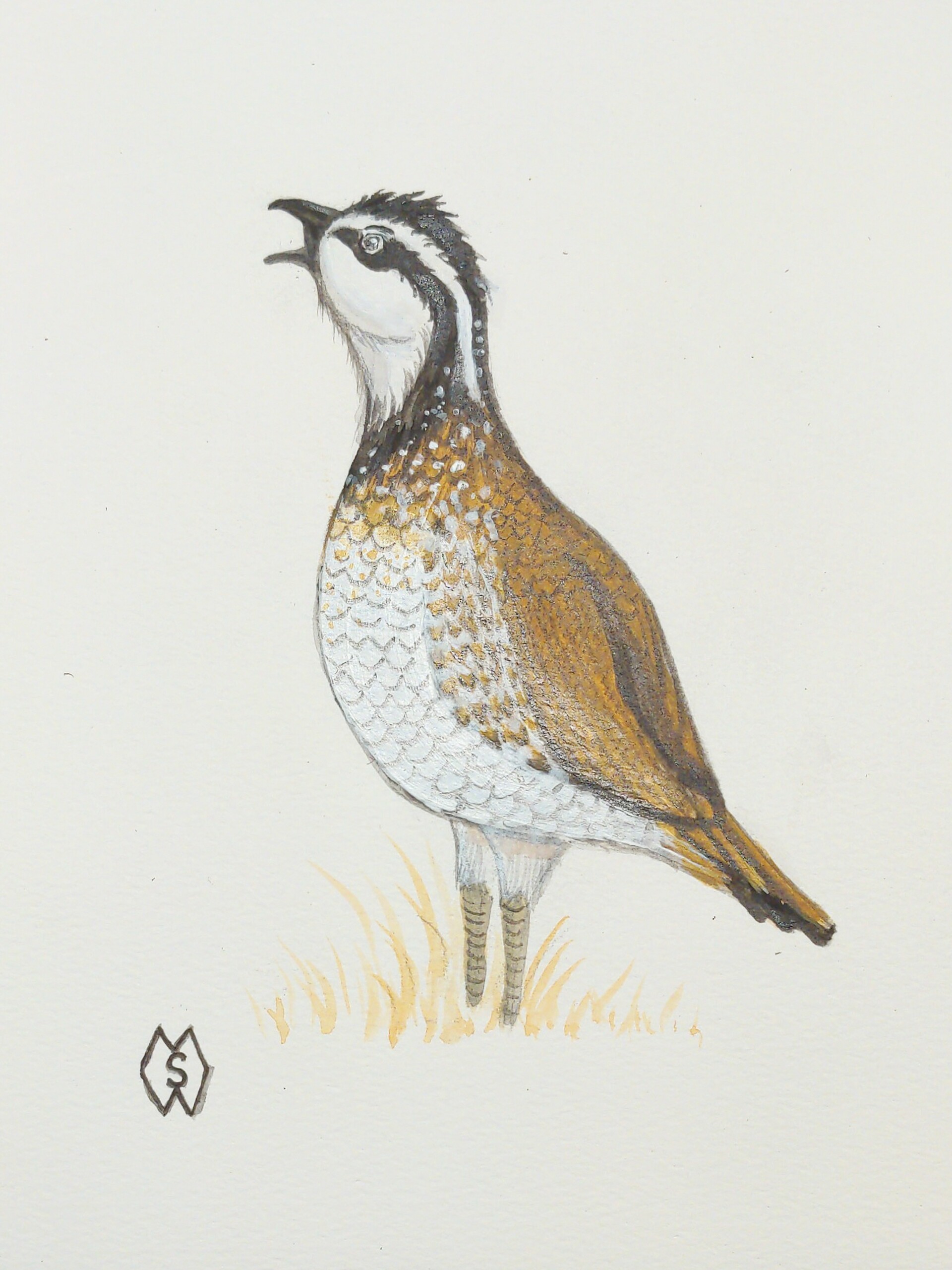 ArtStation - A bobwhite quail whistling a call