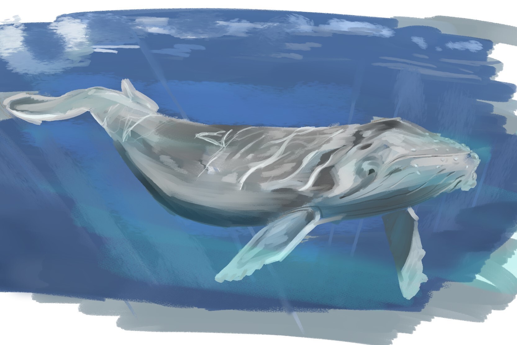 ArtStation - Blue Whale Study
