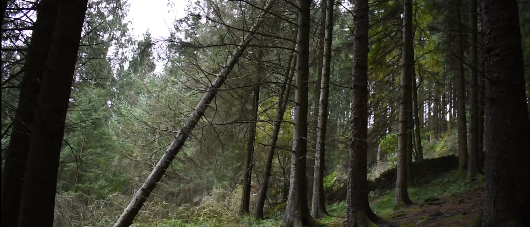 mr woo - Horror Trailer