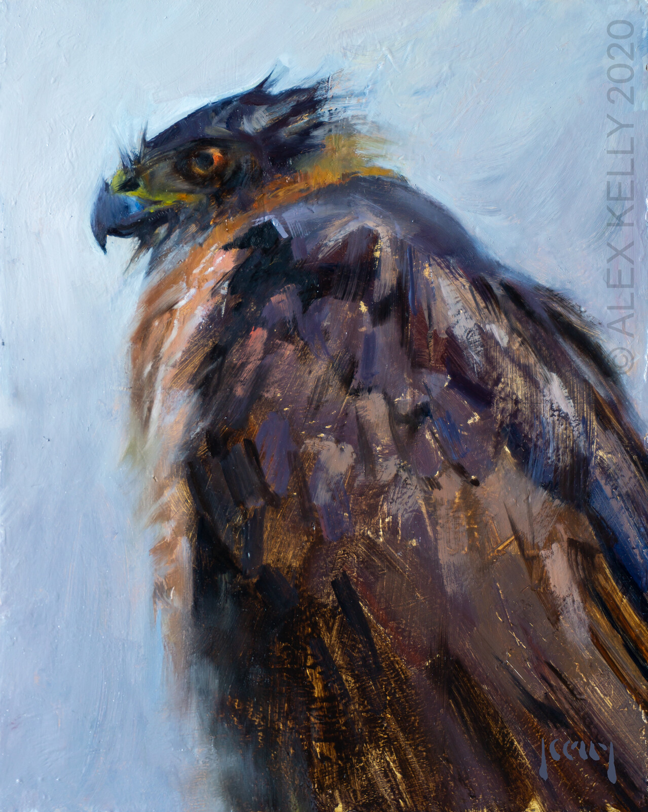 Alex Kelly - Cooper’s Hawk waiting out the storm