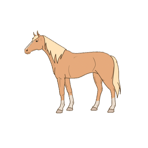 Amy Cooper - Animation: Horse Emote Gifs