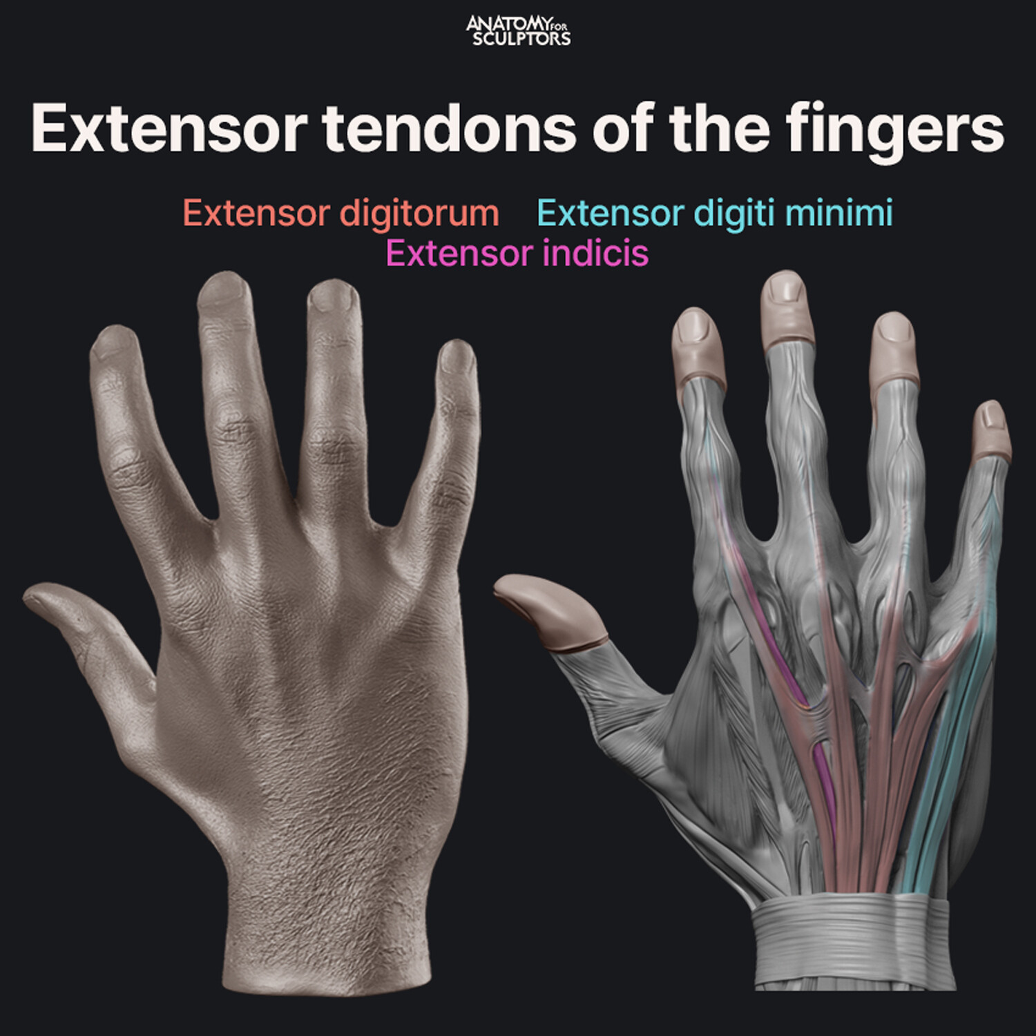 Finger Extensor Tendons Finger Extensor Tendons