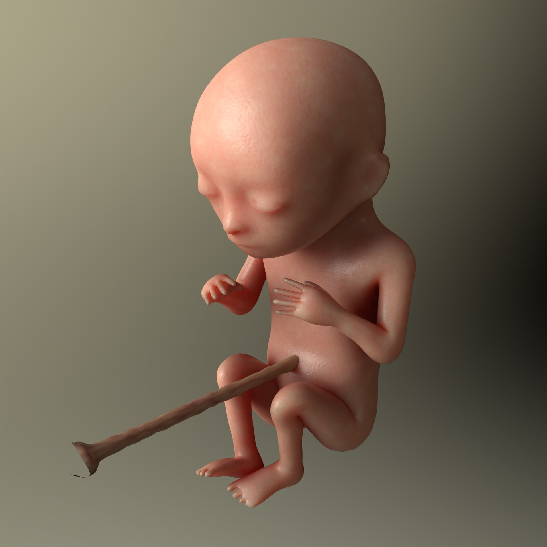 Rafael Ruiz - Model Preview - Fetus 12 weeks