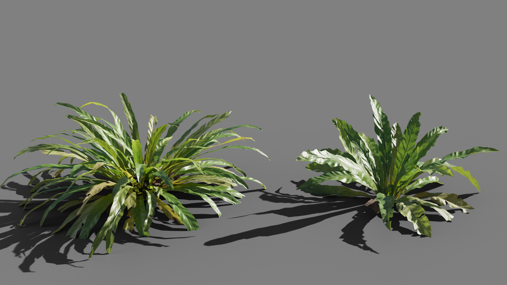 VFX models - Birds Nest Fern Asplenium Nidus