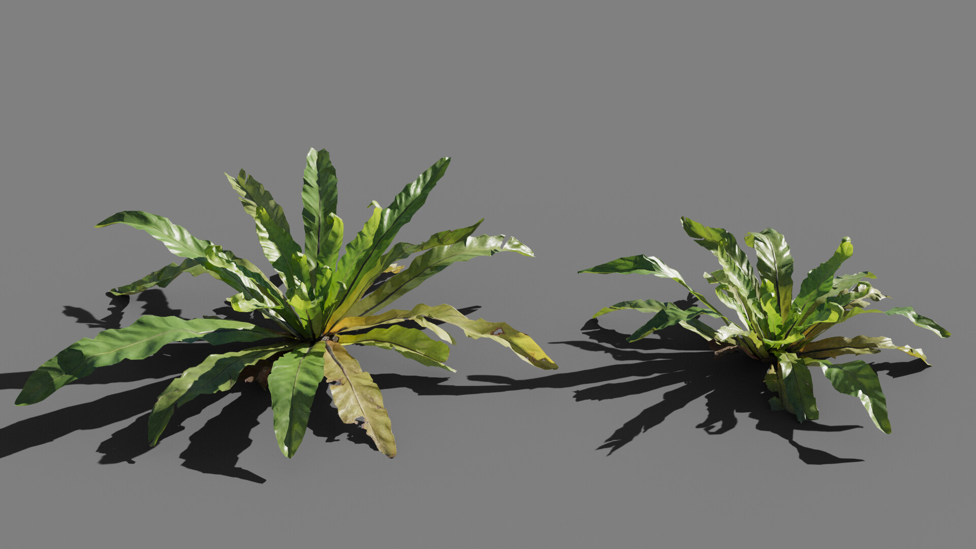 VFX models - Birds Nest Fern Asplenium Nidus