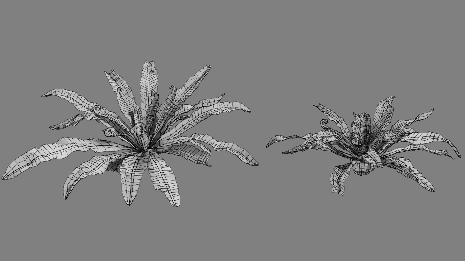 VFX models - Birds Nest Fern Asplenium Nidus
