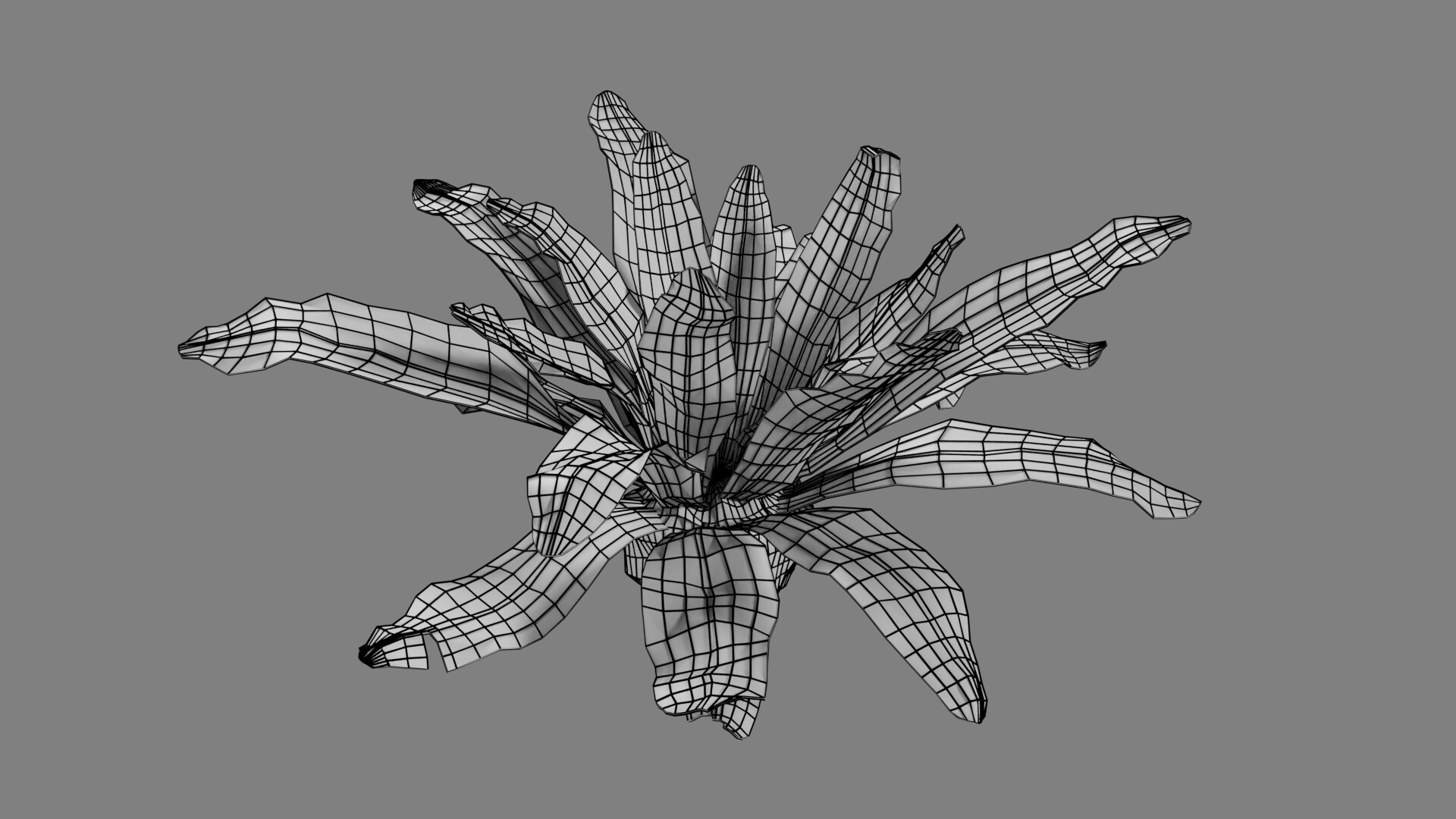 VFX models - Birds Nest Fern Asplenium Nidus