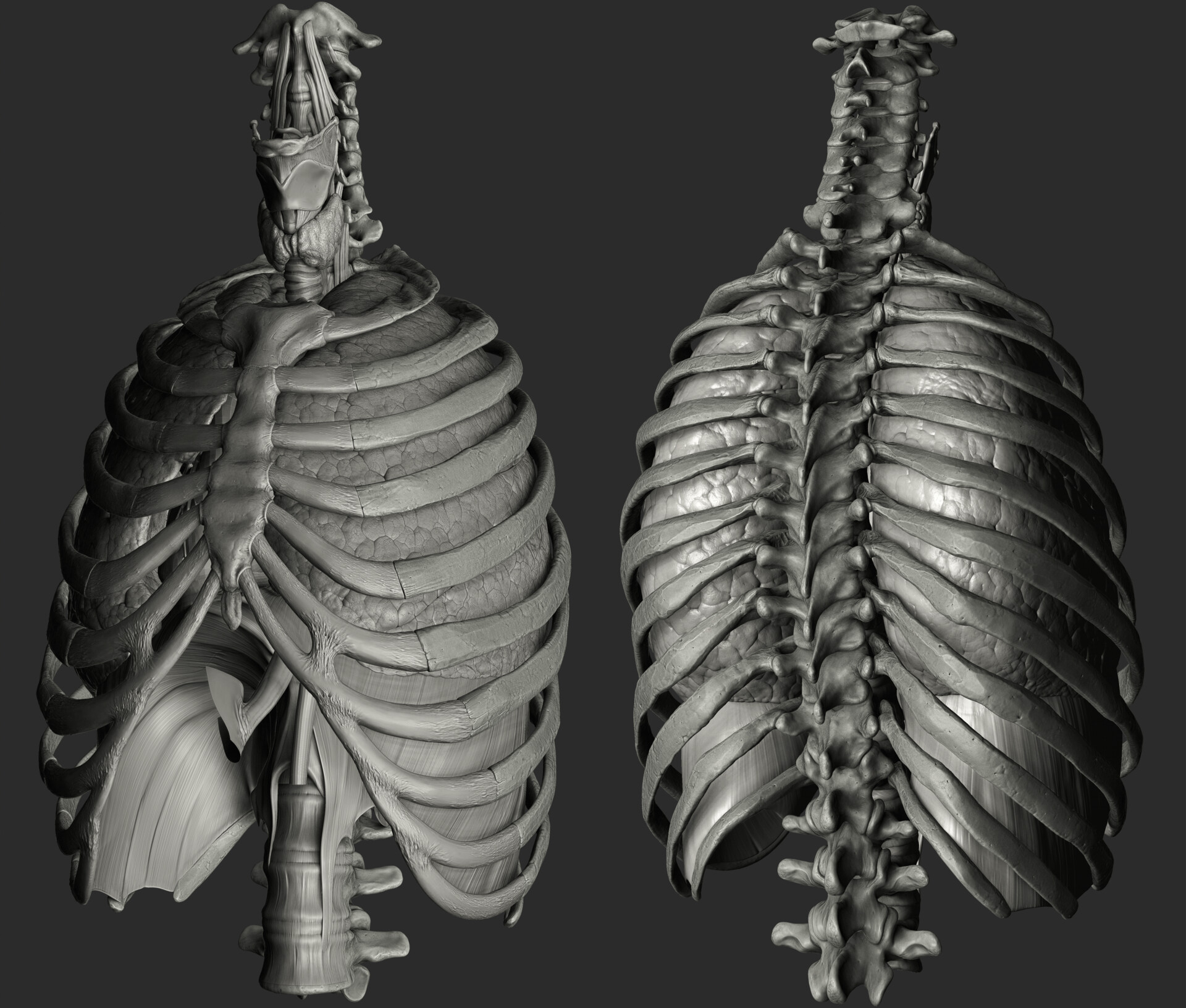 ArtStation - Ribcage and Lungs