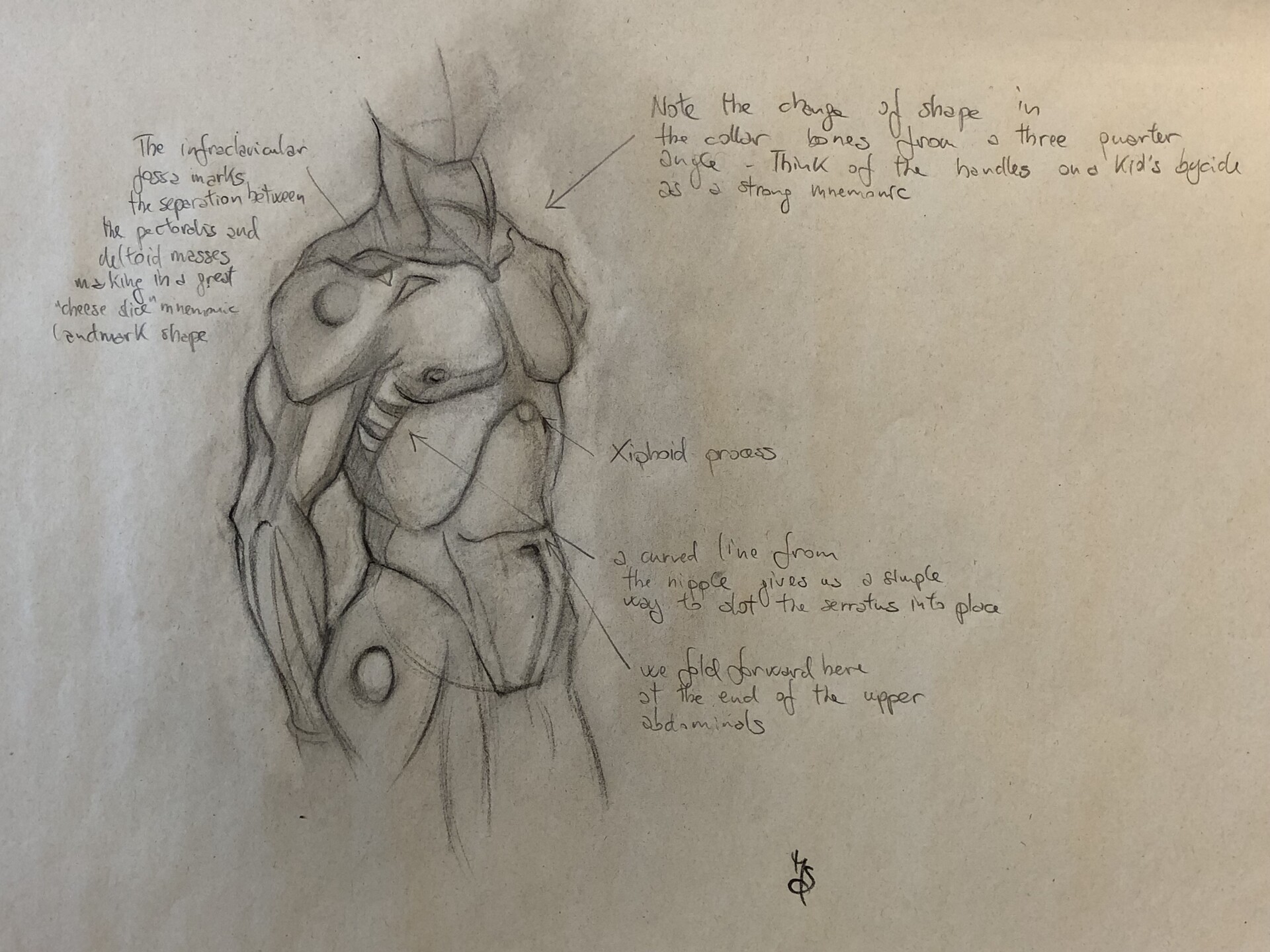 ArtStation - Male torso anatomy/structure breakdown