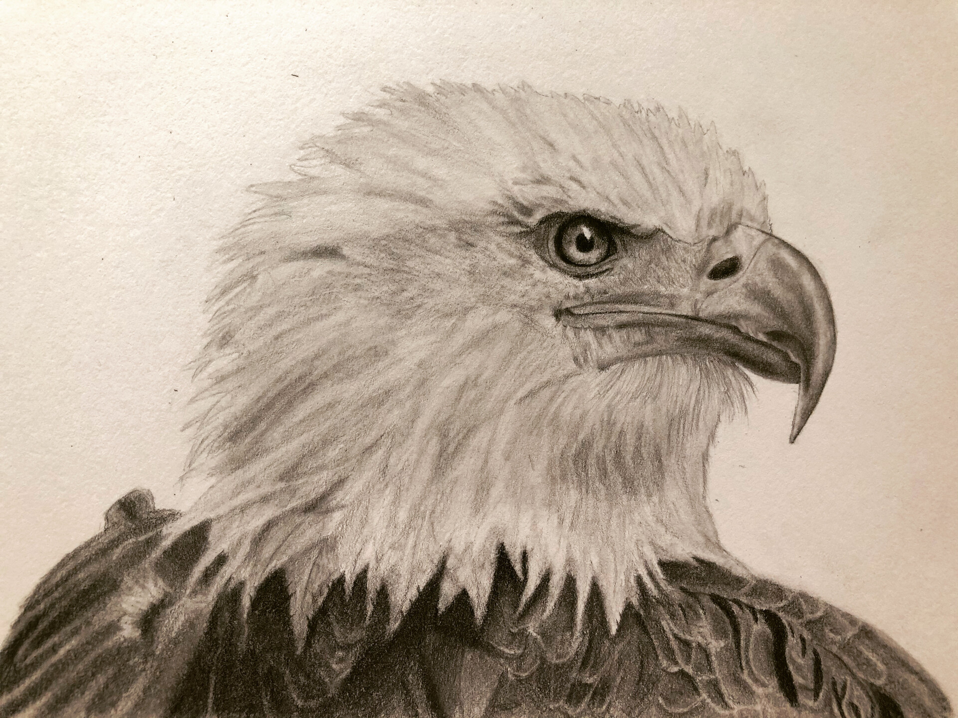 ArtStation - Eagle Pencil Drawing
