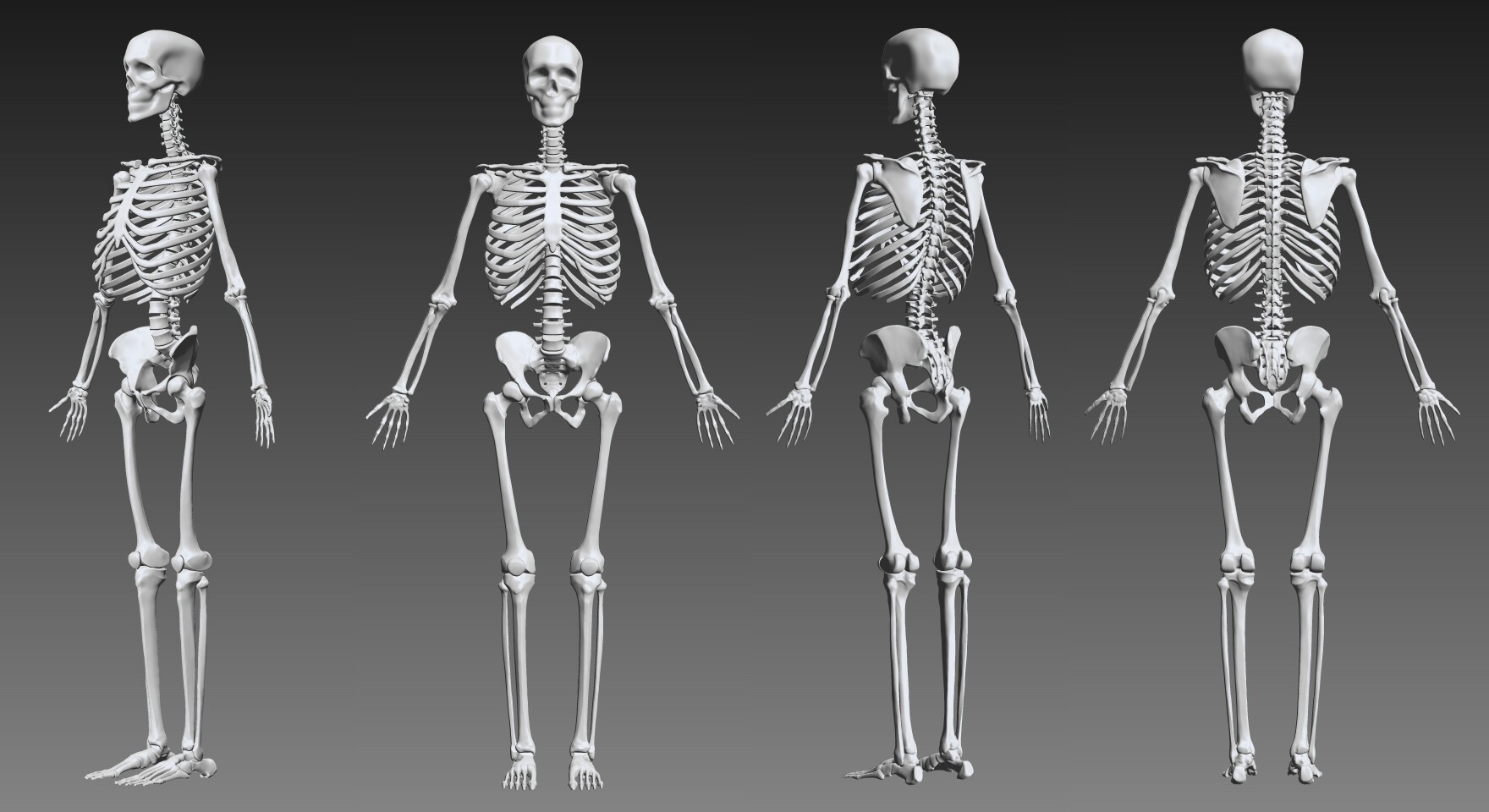 ArtStation - Skeleton anatomy