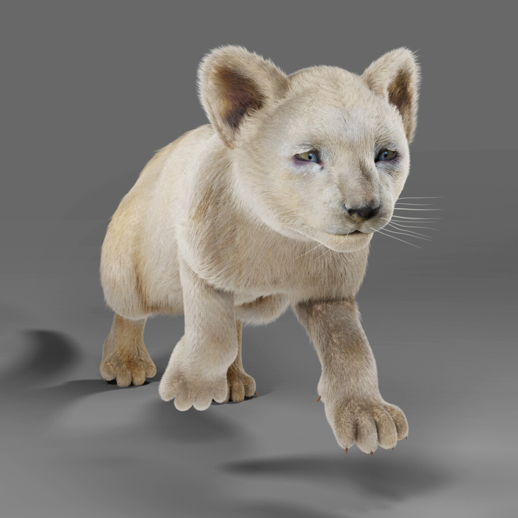 ArtStation - Fur Lion Cub Rigged and Animated in Blender