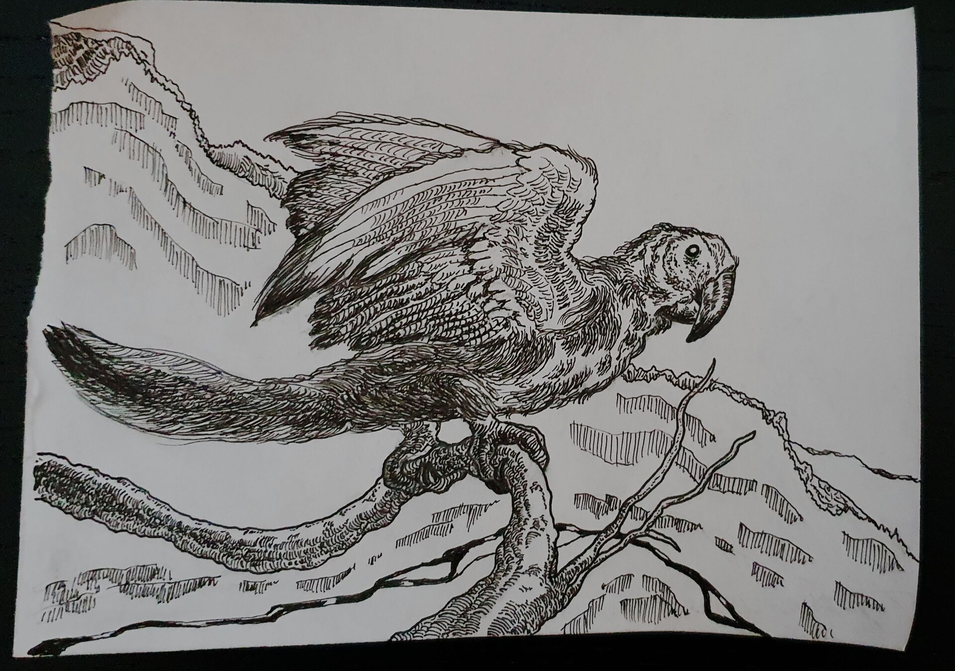 ArtStation - Parrot drawing