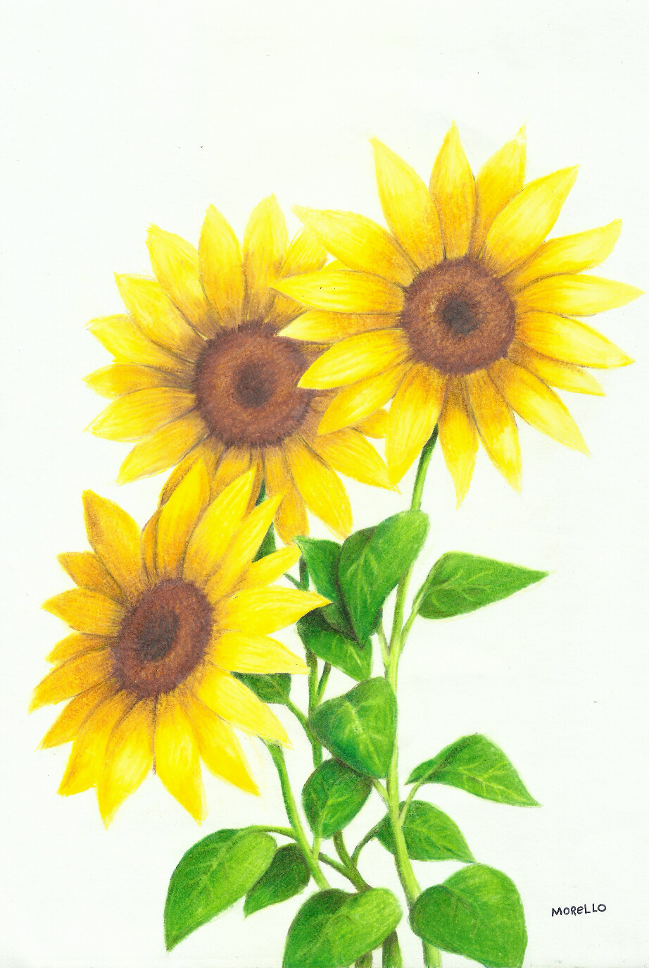 ArtStation - colored pencils: sunflower.